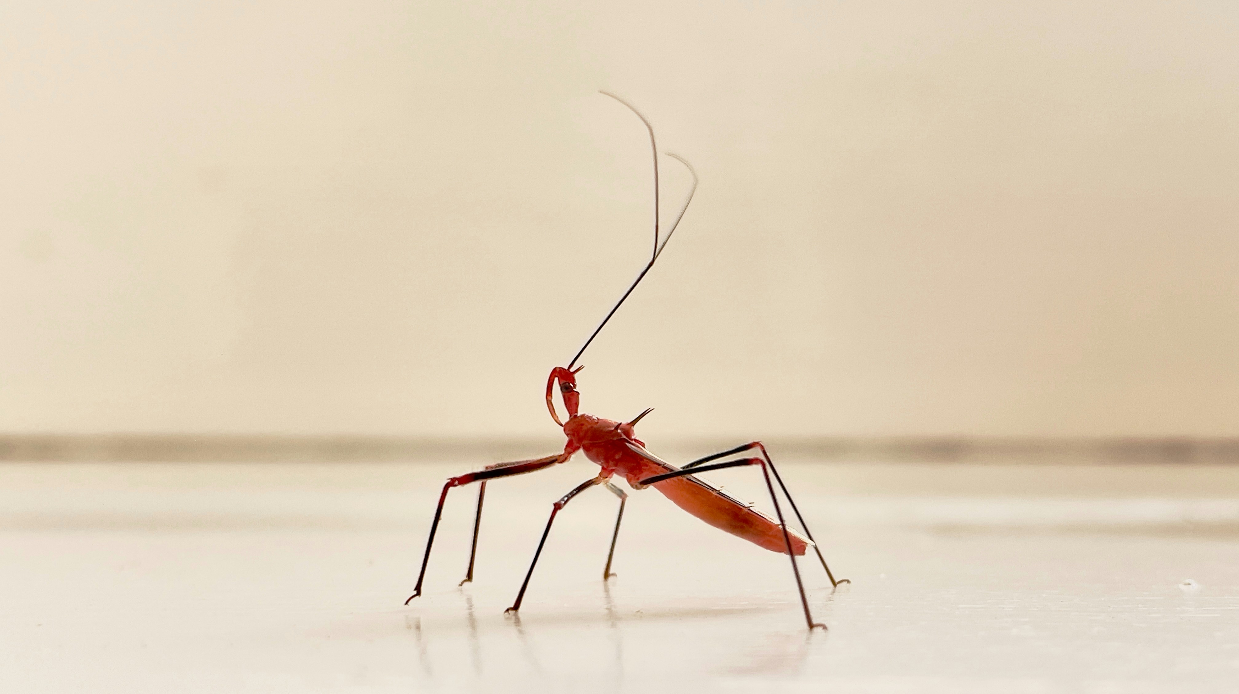 A close up of a red insect on a white surface photo – Free Ji-paraná ...