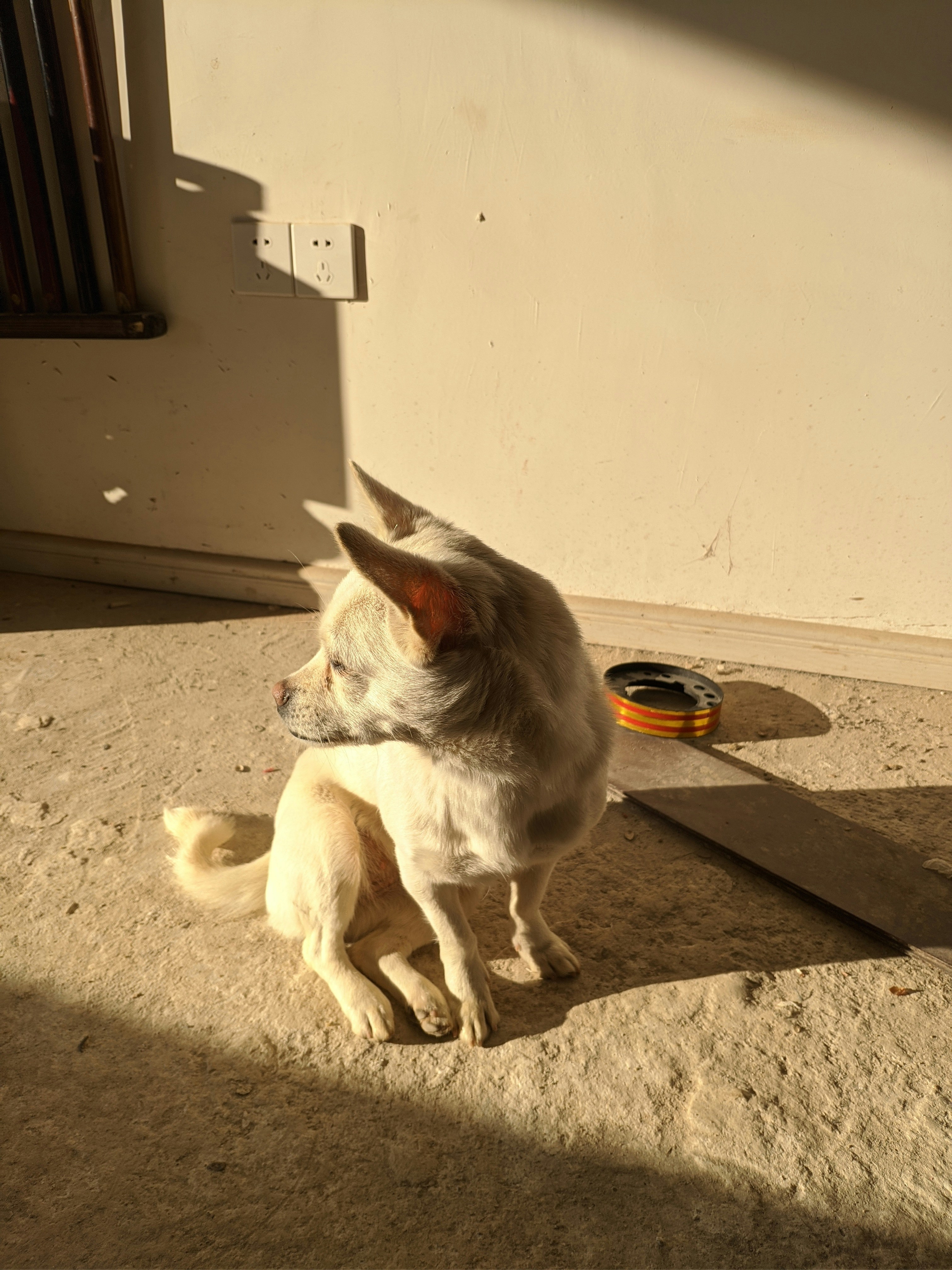 Sunlit Companion on a Warm Concrete Patio