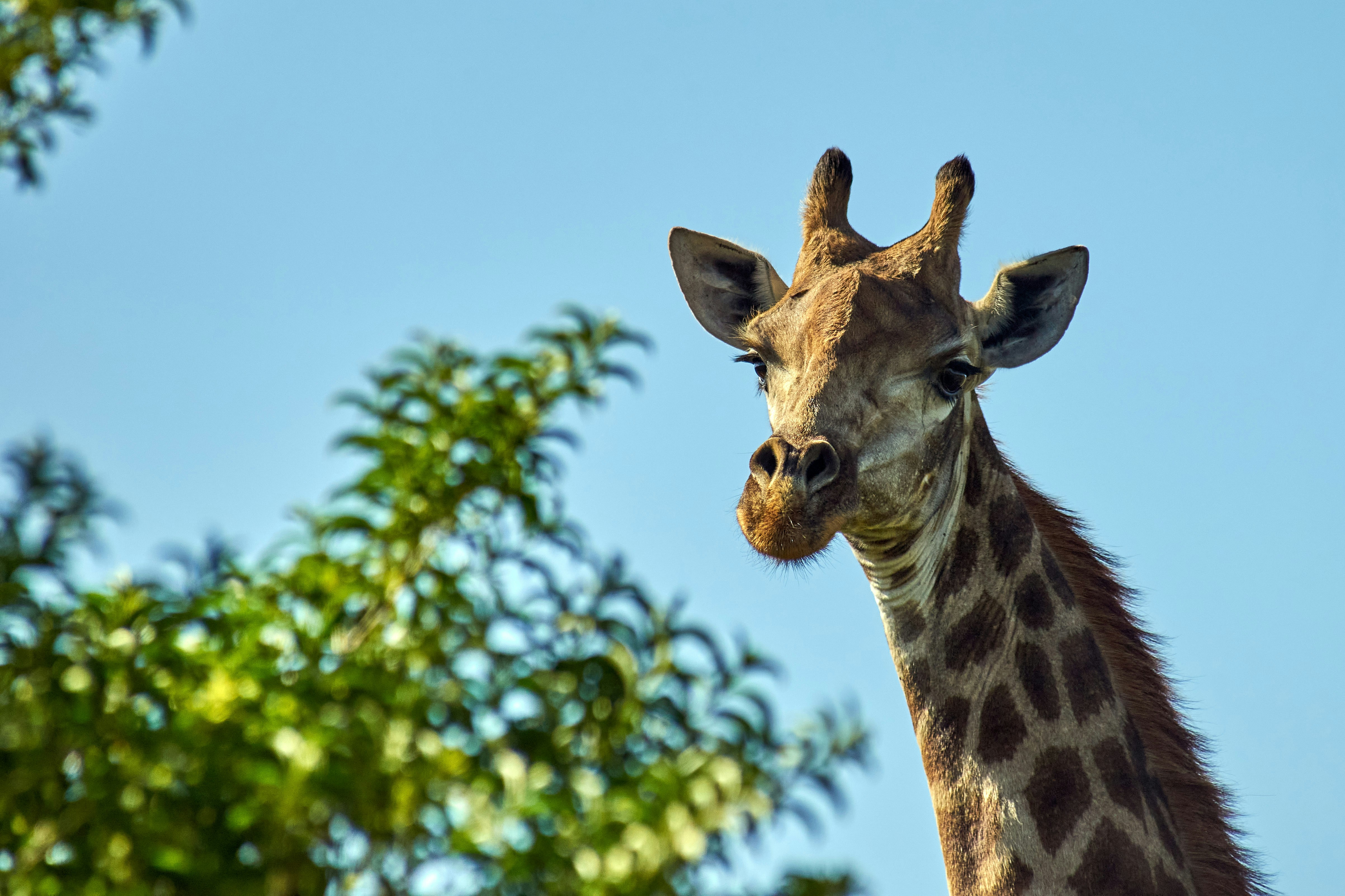 A close up of a giraffe with trees in the background photo – Free ...