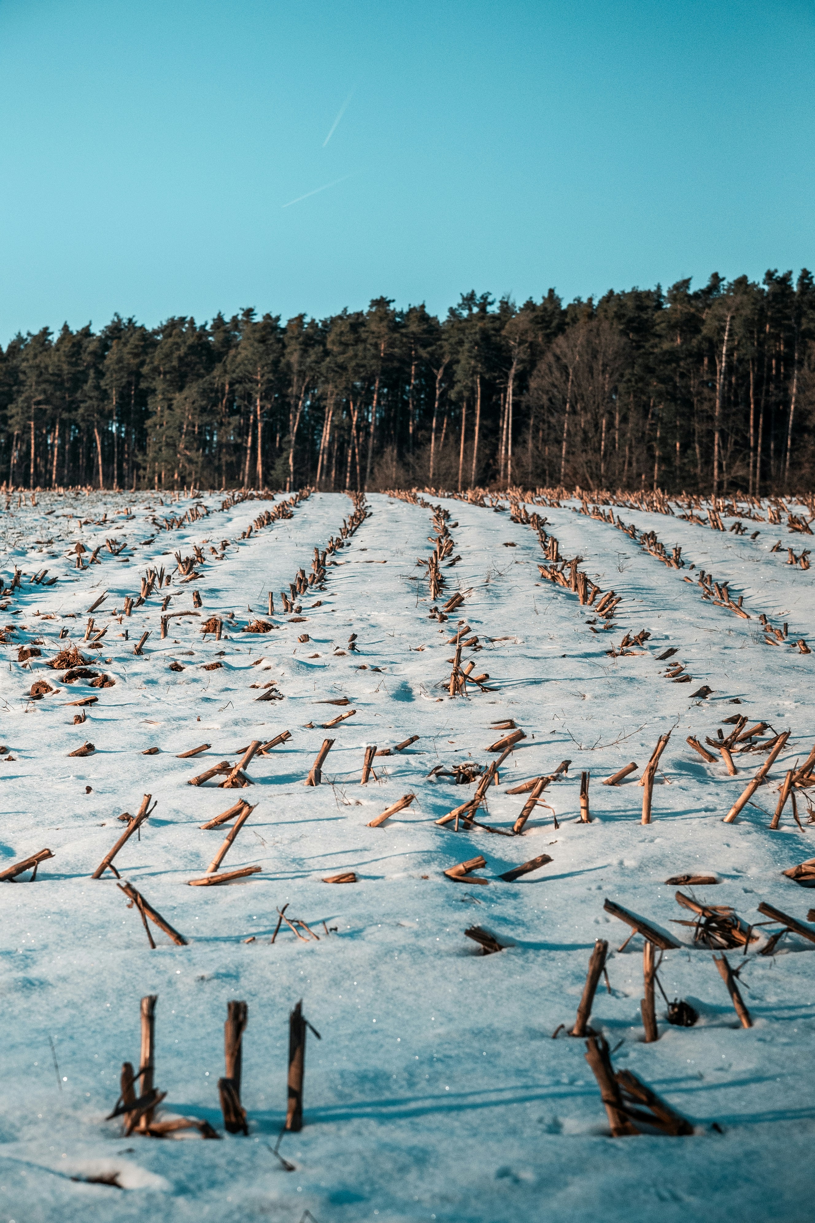 Stubble Rows Reaching the Pine Horizon Across a Quiet Winter Snowfield