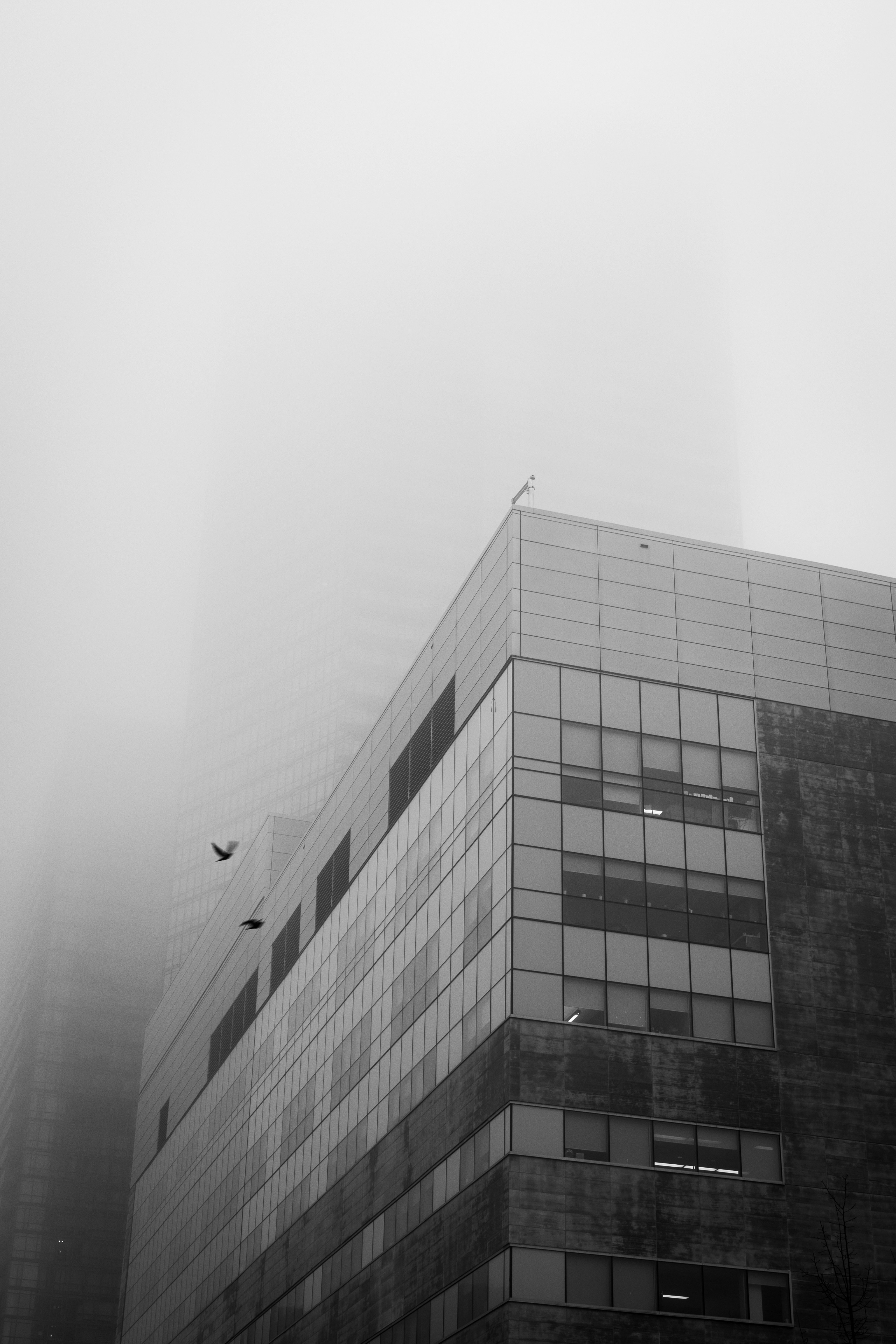 A very tall building in the fog with a bird flying by photo – Free ...