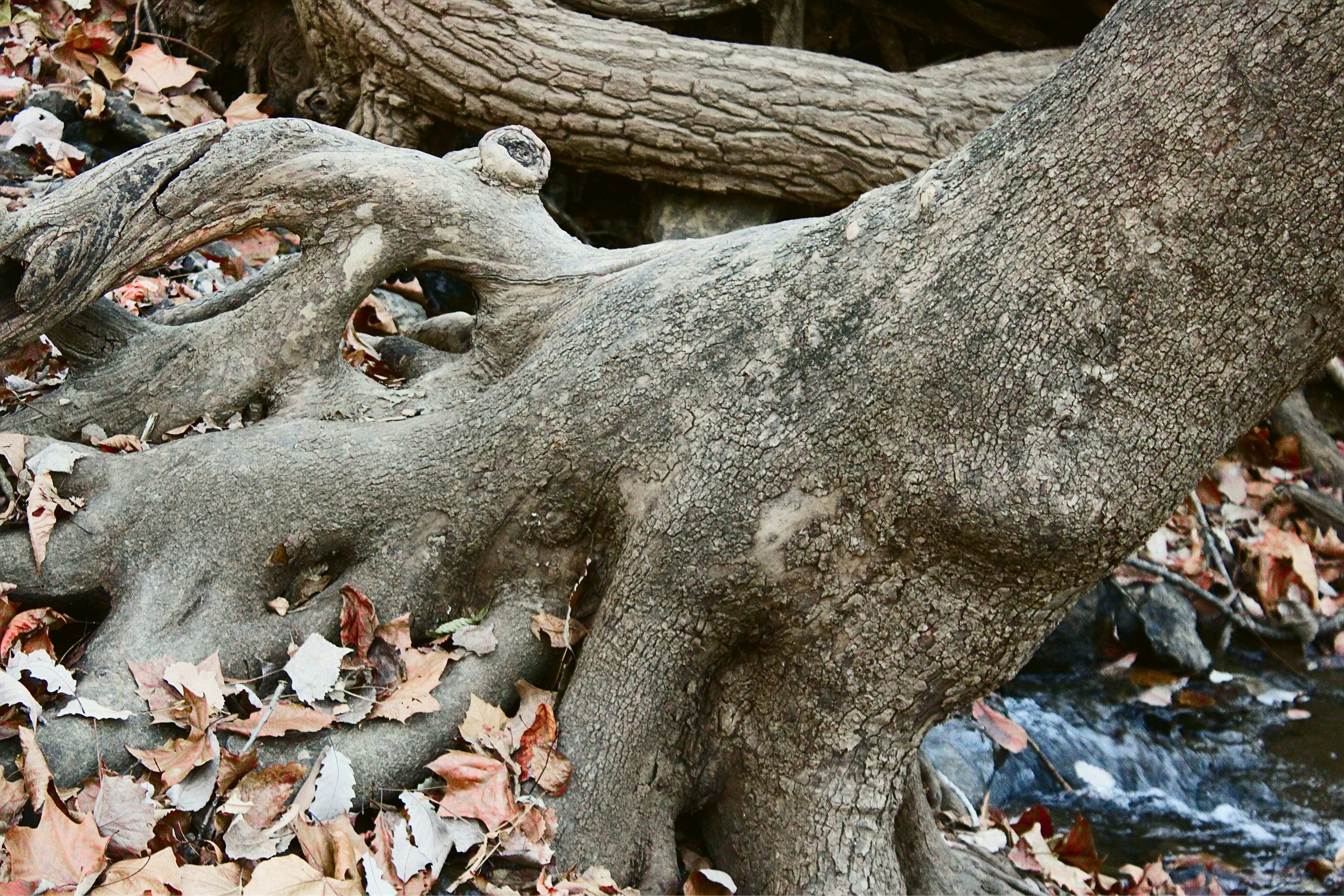Gnarled Roots Over a Quiet Creek Beneath Autumn Leaves