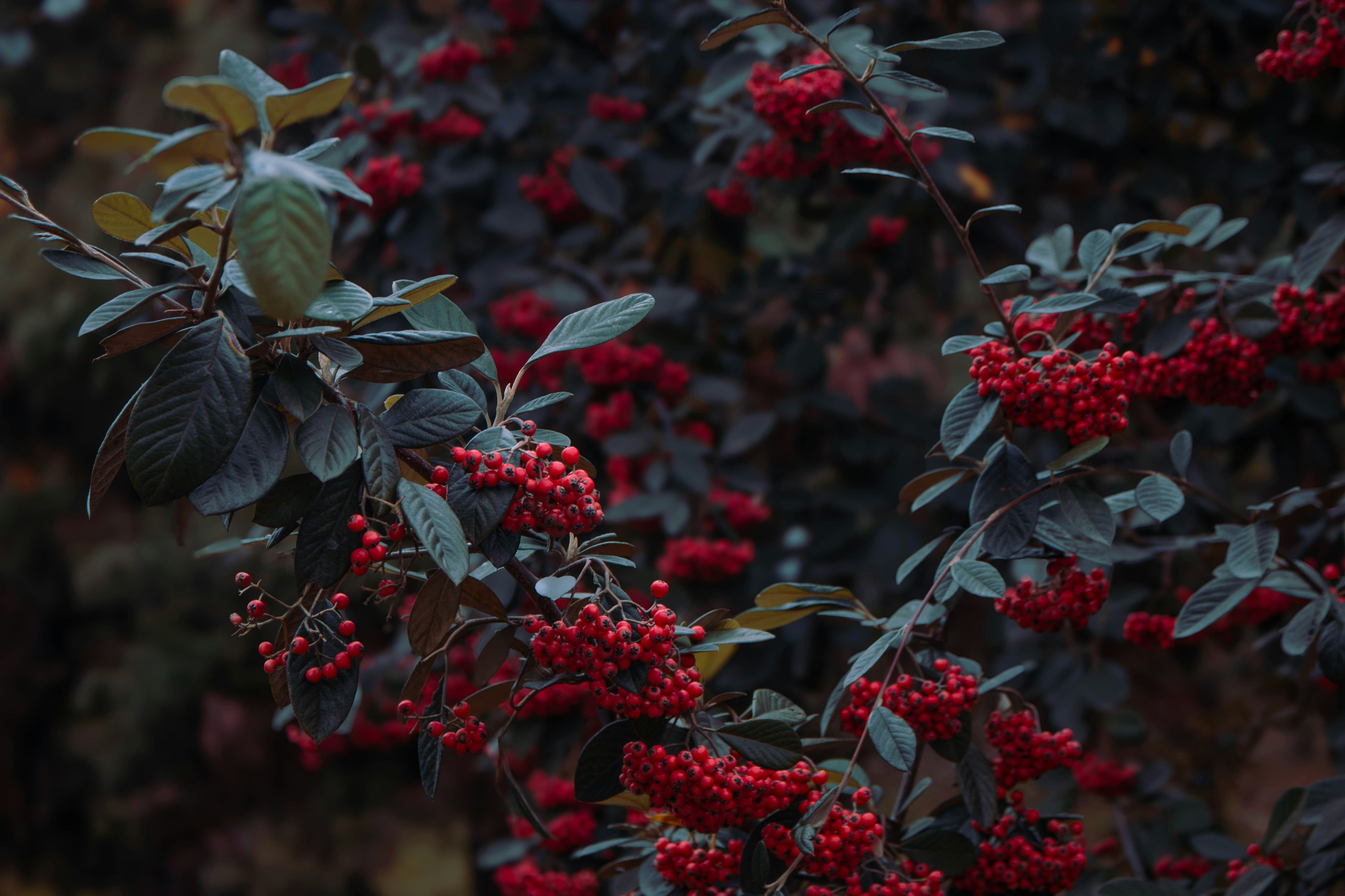 A bush with red berries and green leaves photo – Free Türkiye Image on ...