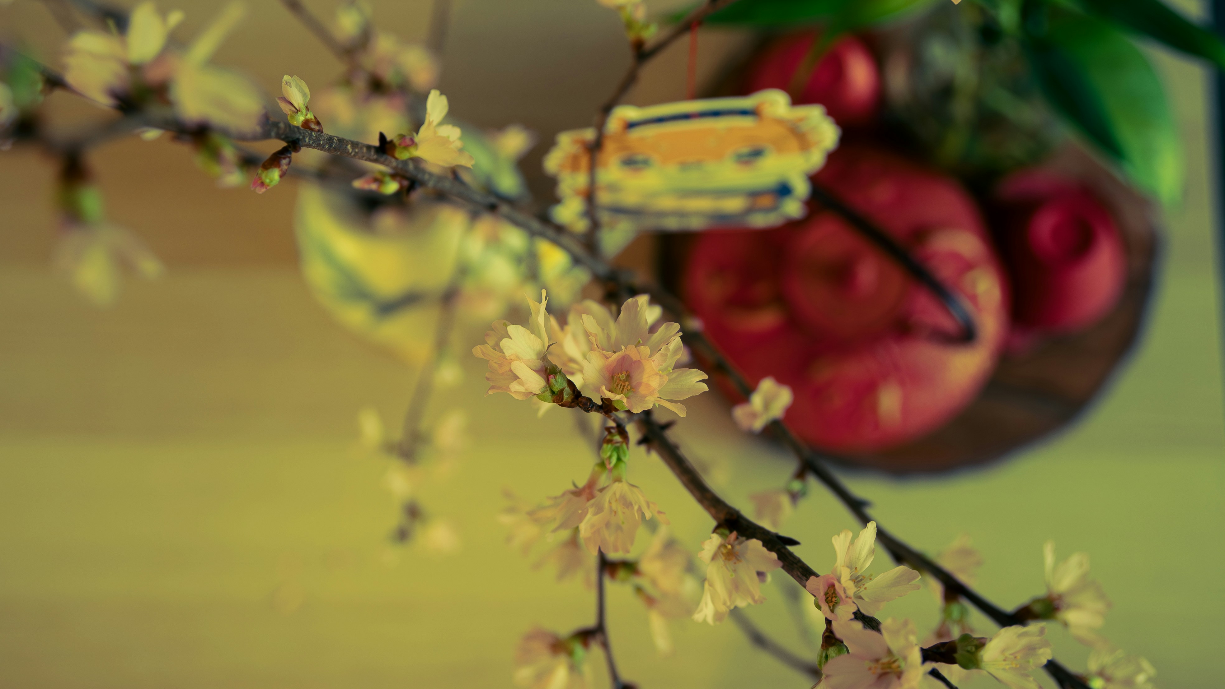A close up of a tree branch with flowers photo – Free Blossom Image on ...
