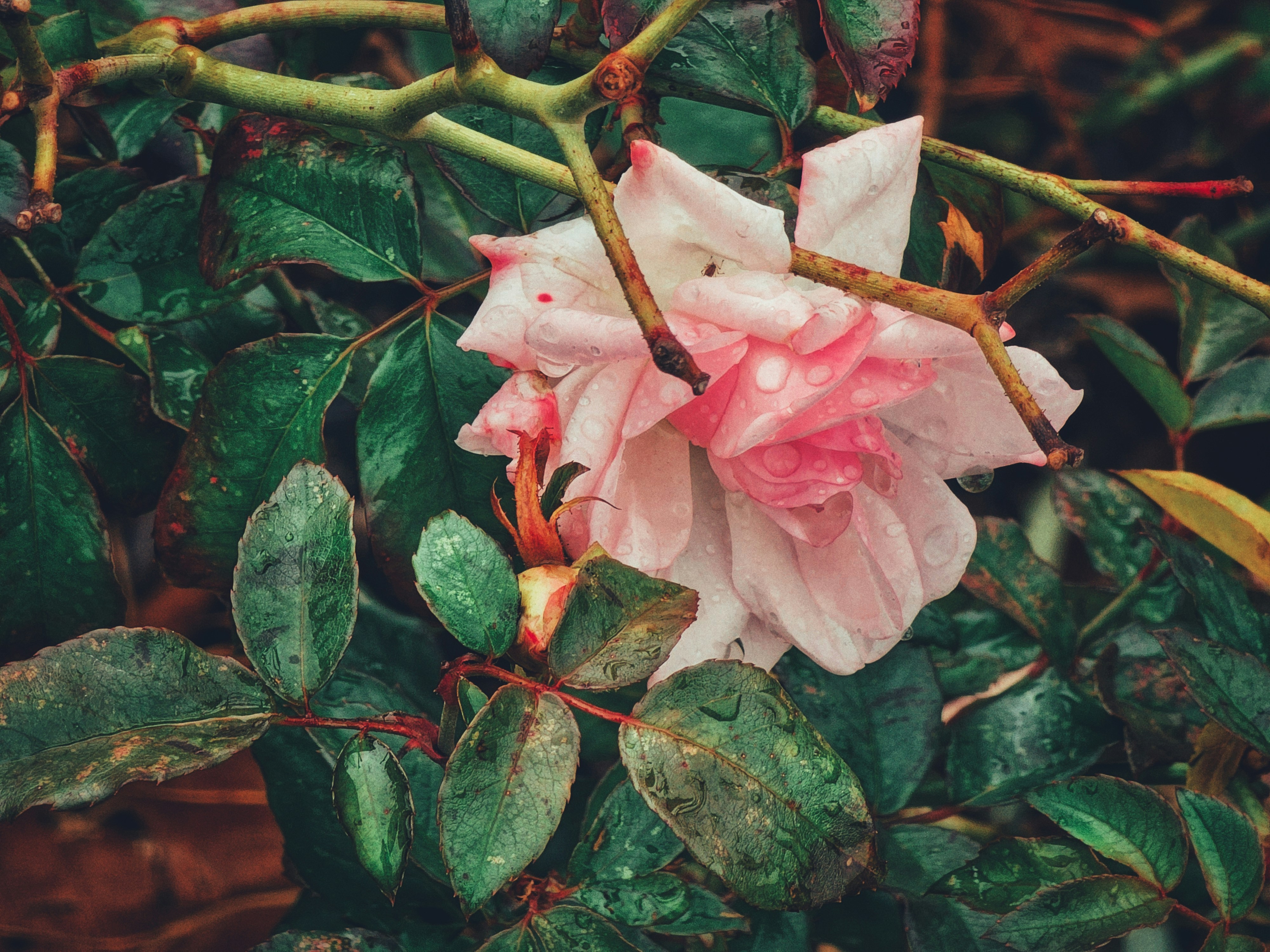 Dew-kissed Pink Rose Woven Through Emerald Thickets