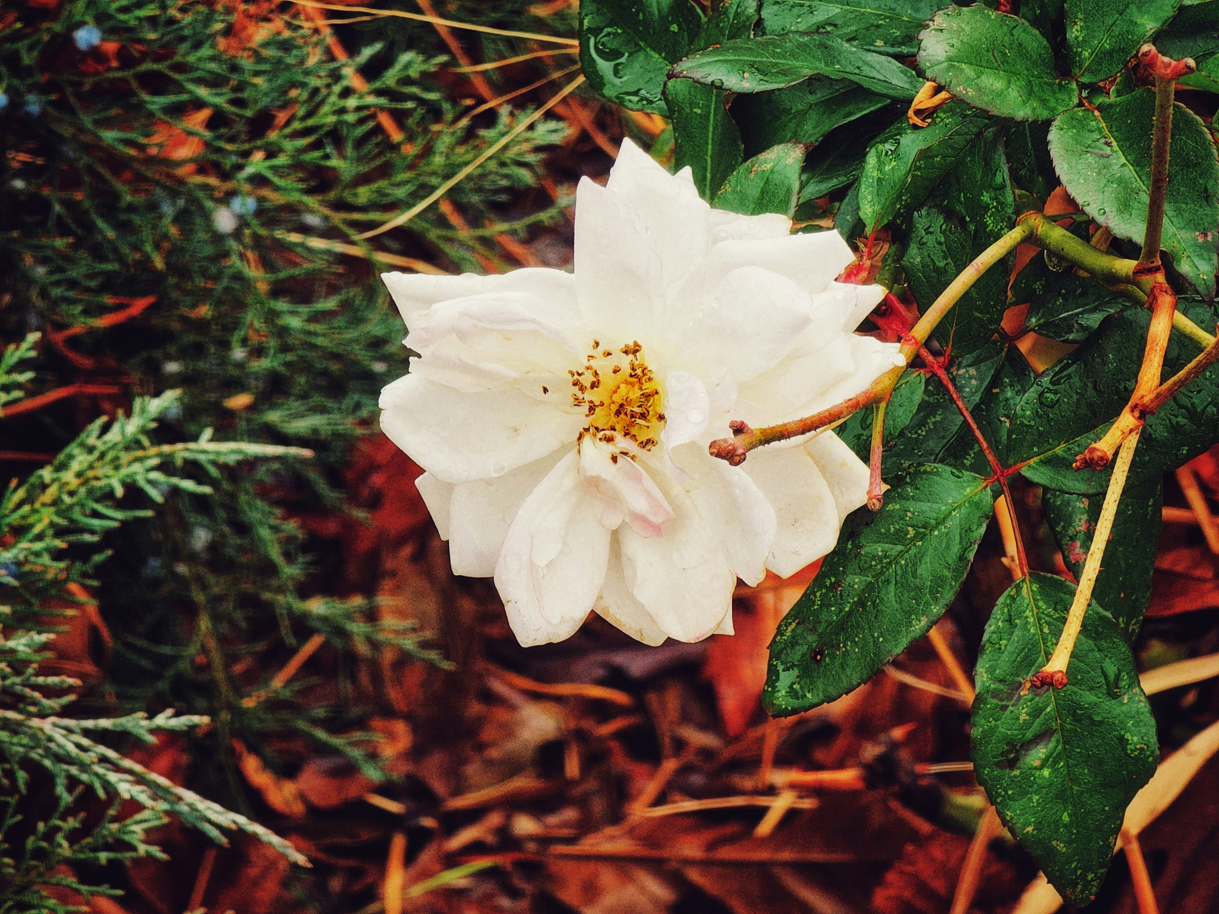 Photo by Mahdi Mahmoodi with Samsung Galaxy S23 Ultra