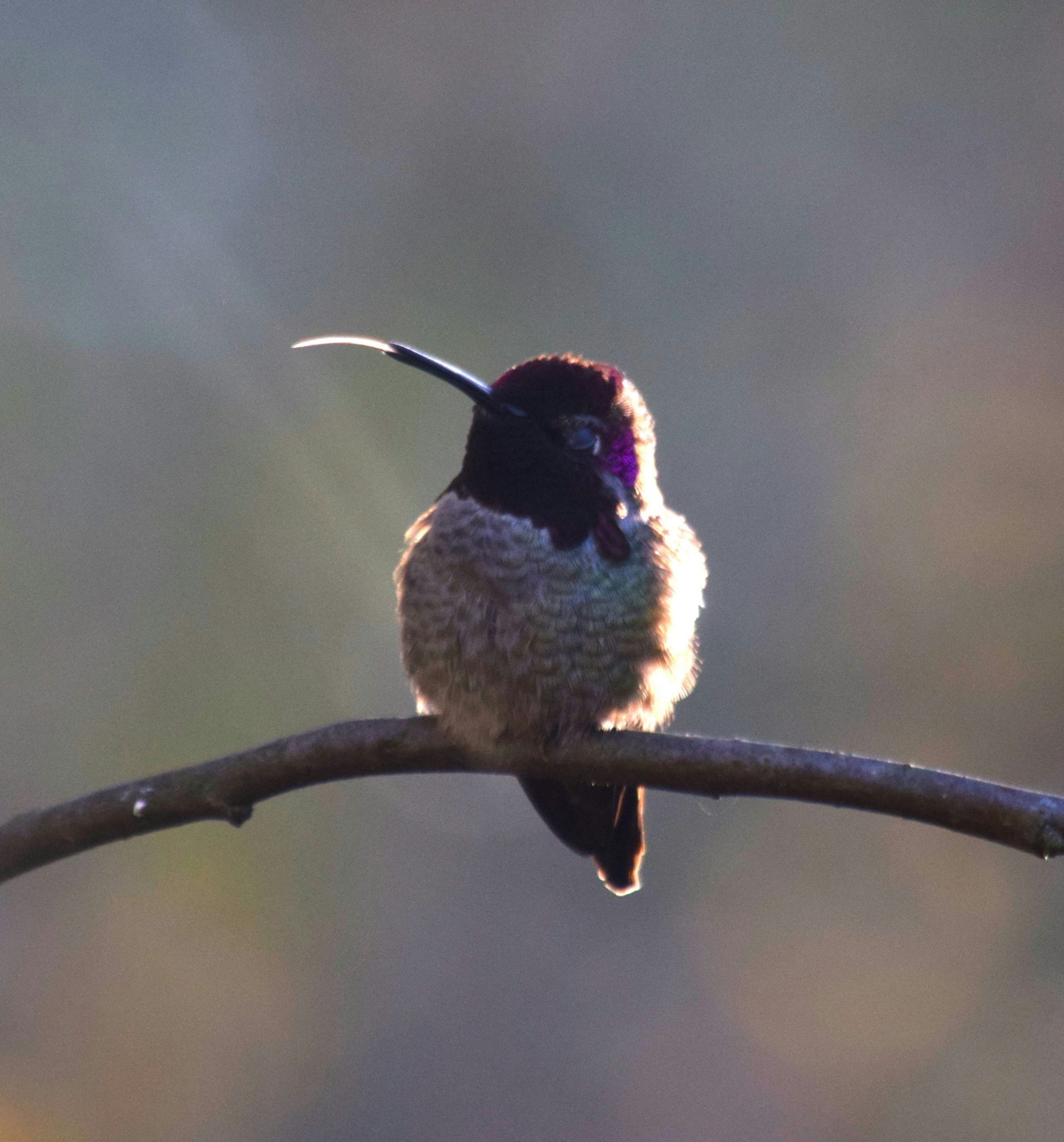 Whisper of Light: A Hummingbird Perched on a Slender Branch