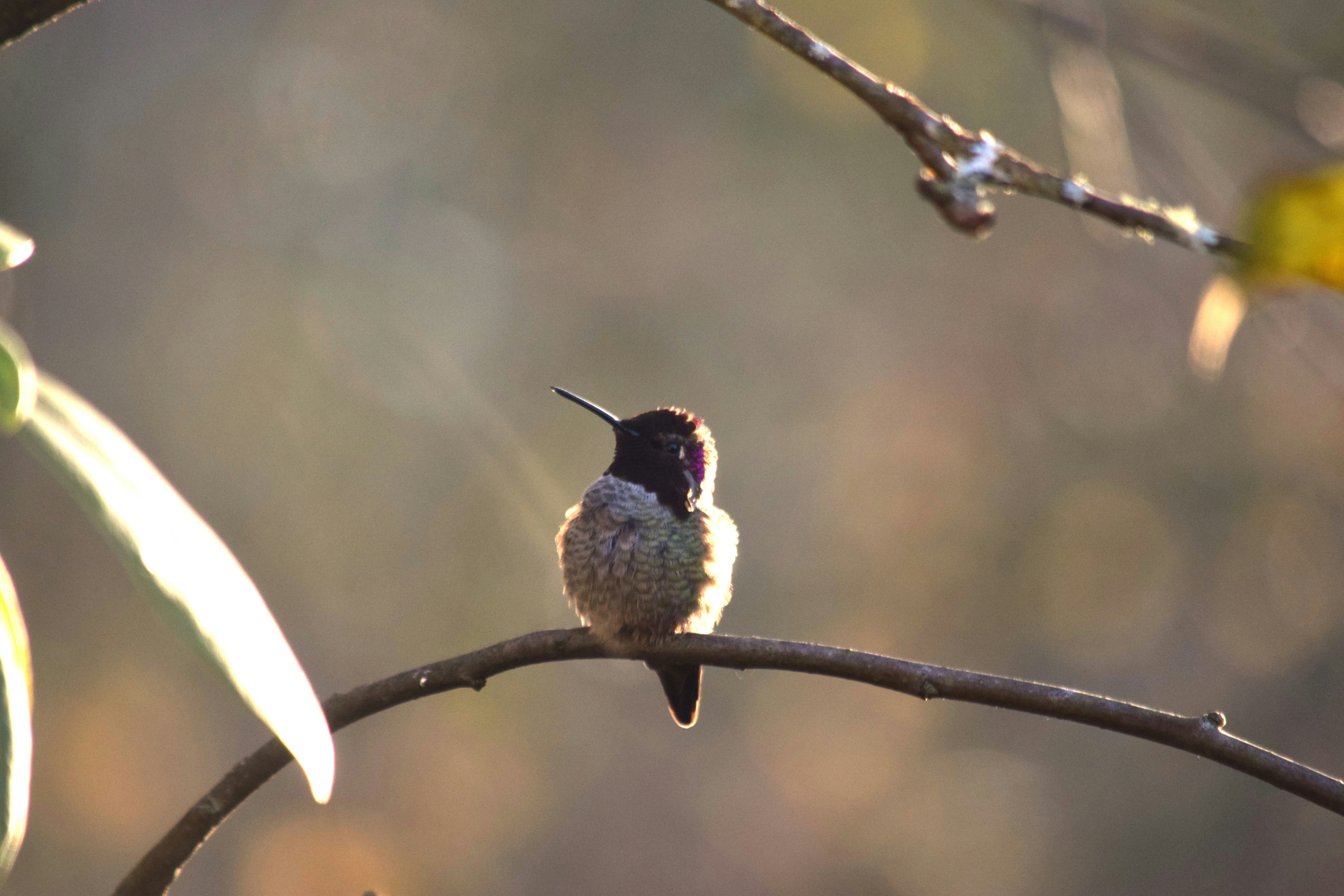 Tiny Hummingbird in a Halo of Warm Backlight