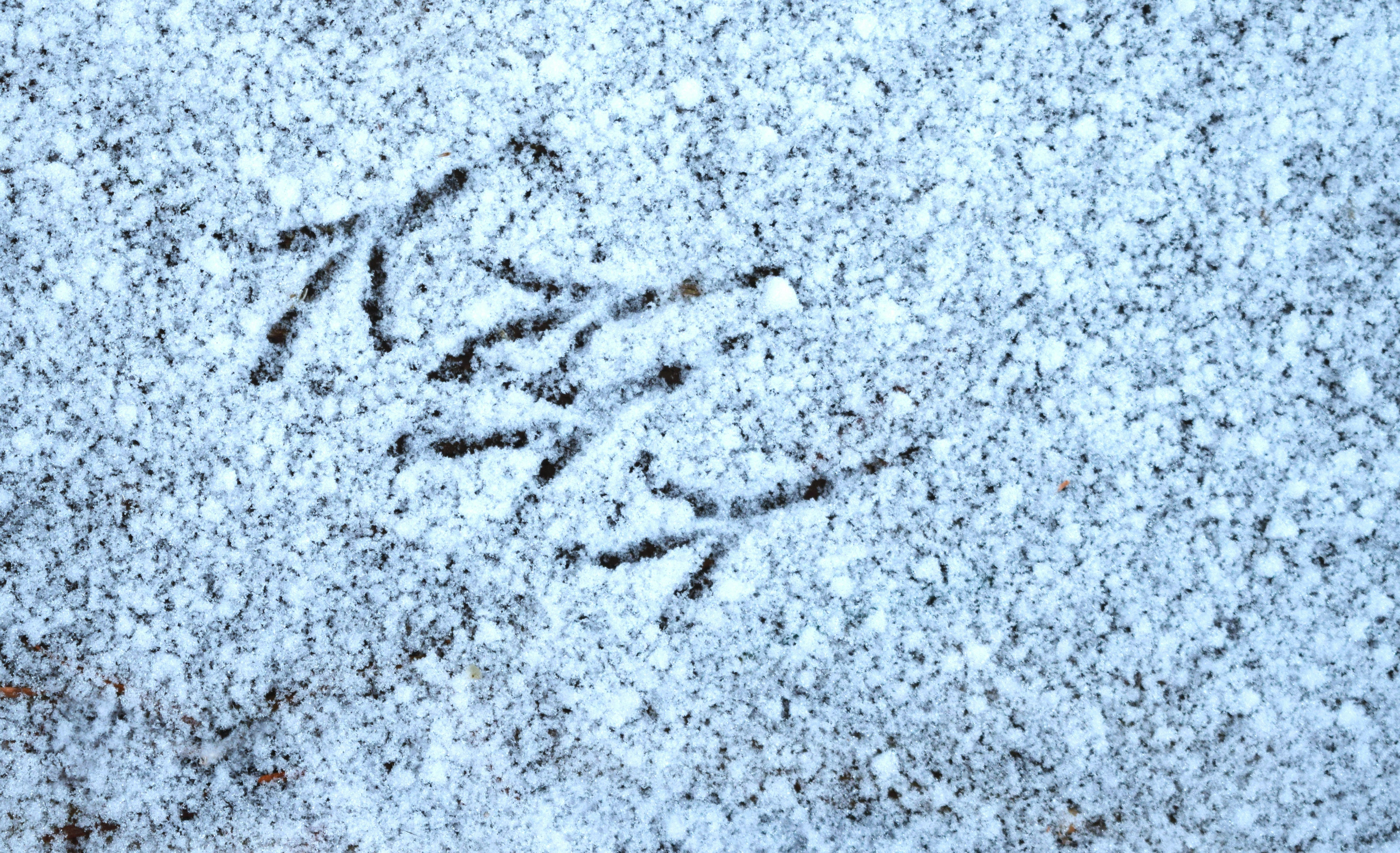 Glyph Traces on Frost: A Quiet Mark on Snow