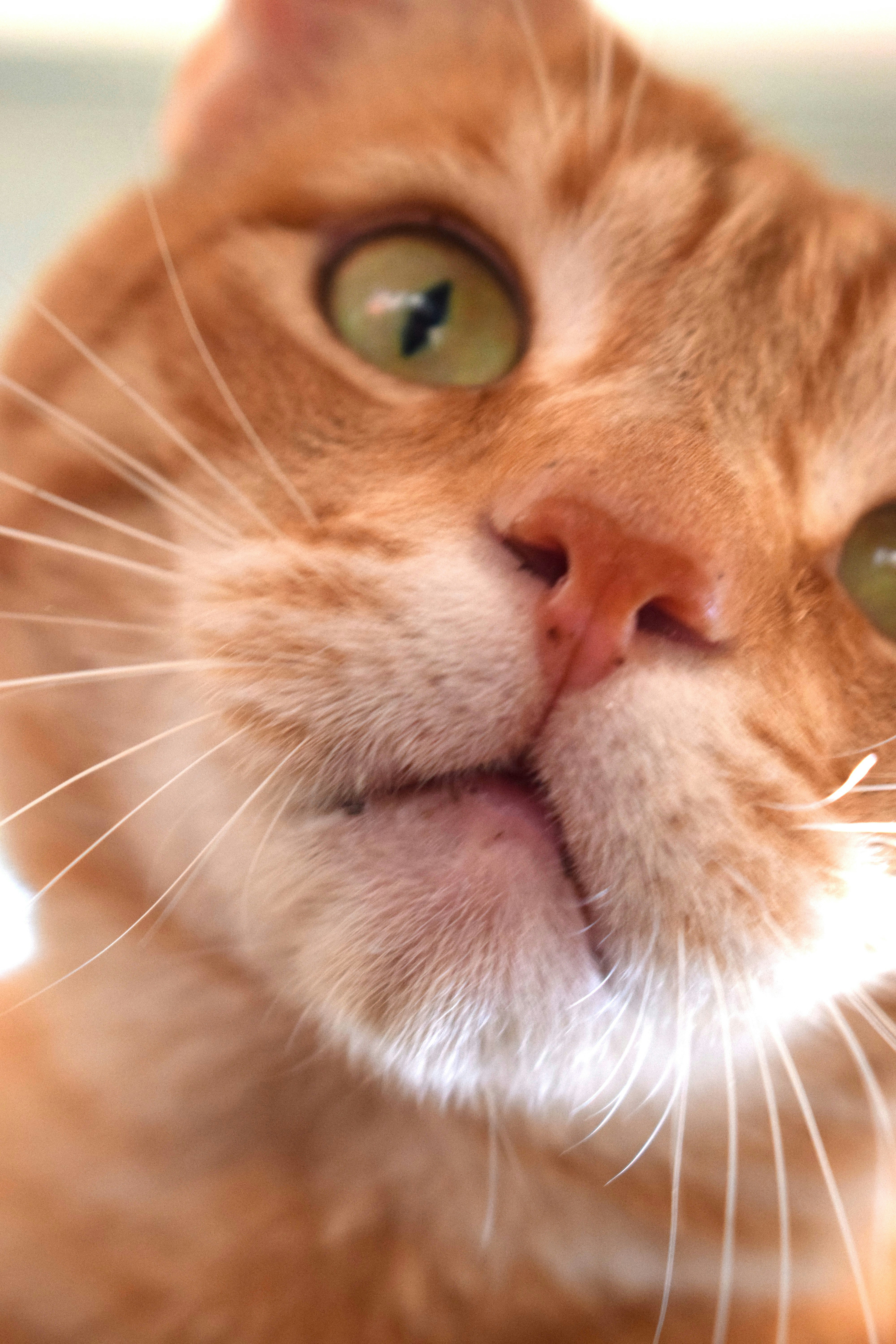 Amber Gaze Between Whiskers: A Tight Close-Up of an Orange Cat