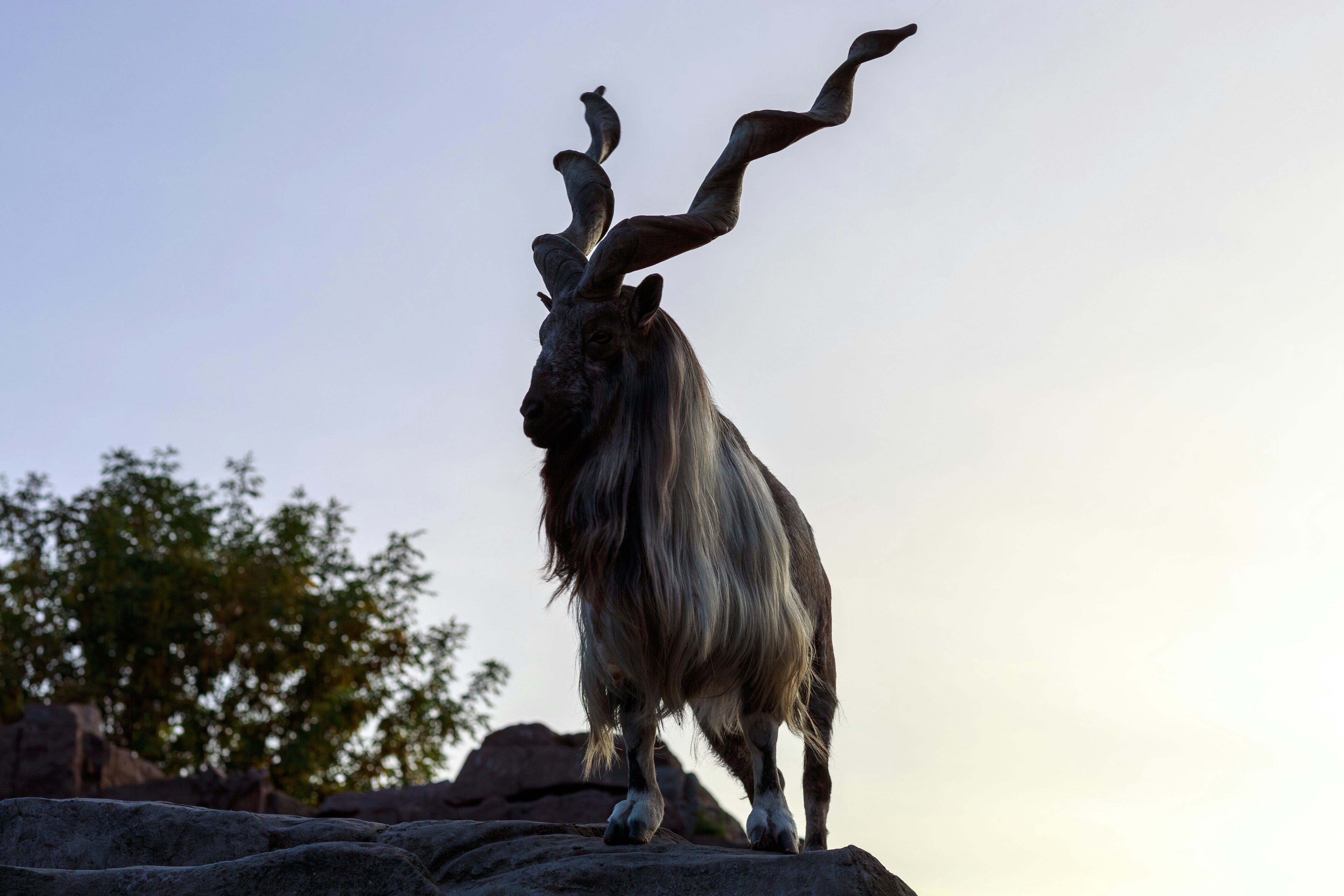 A mountain goat with strikingly twisted horns stands atop a rocky ledge against a pastel sky, embodying the spirit of wilderness.