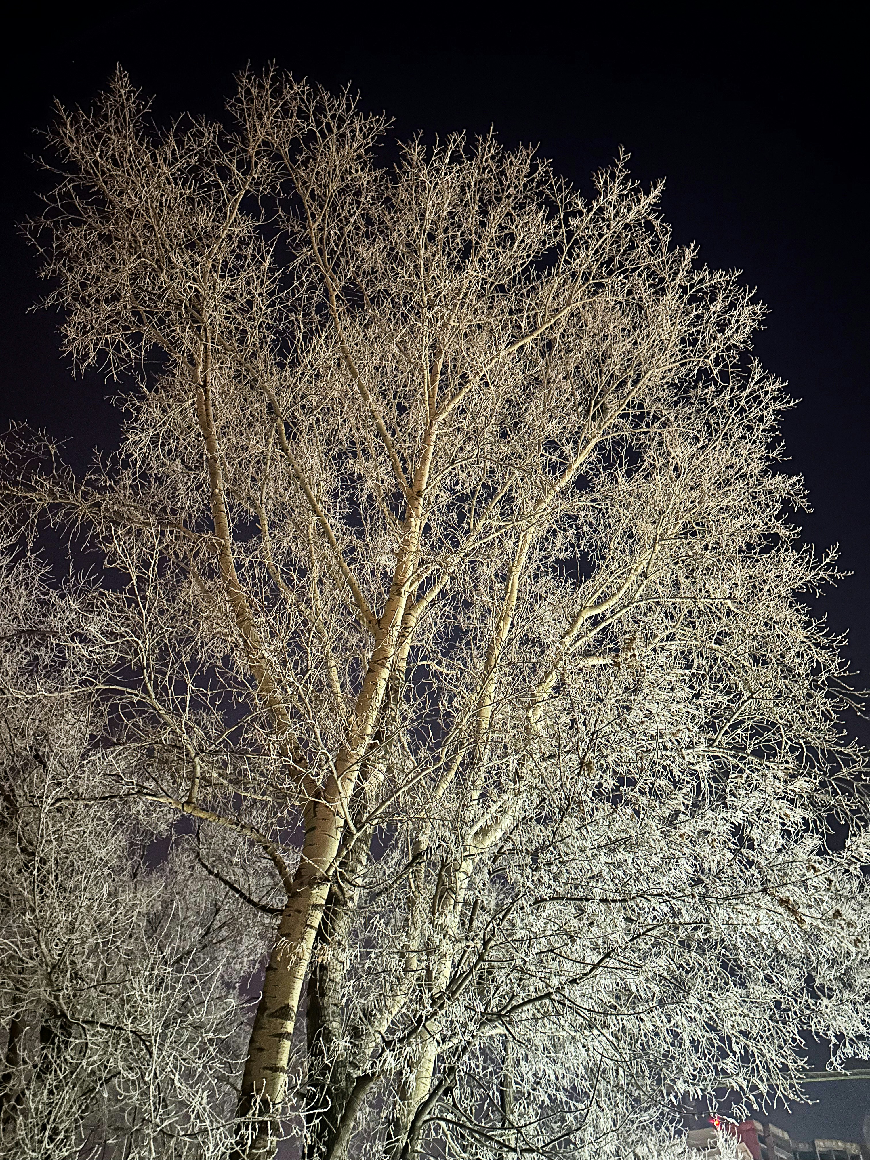 Frost-Lace Sentinel: Night Portrait of an Ice-Covered Tree Against Velvet Darkness