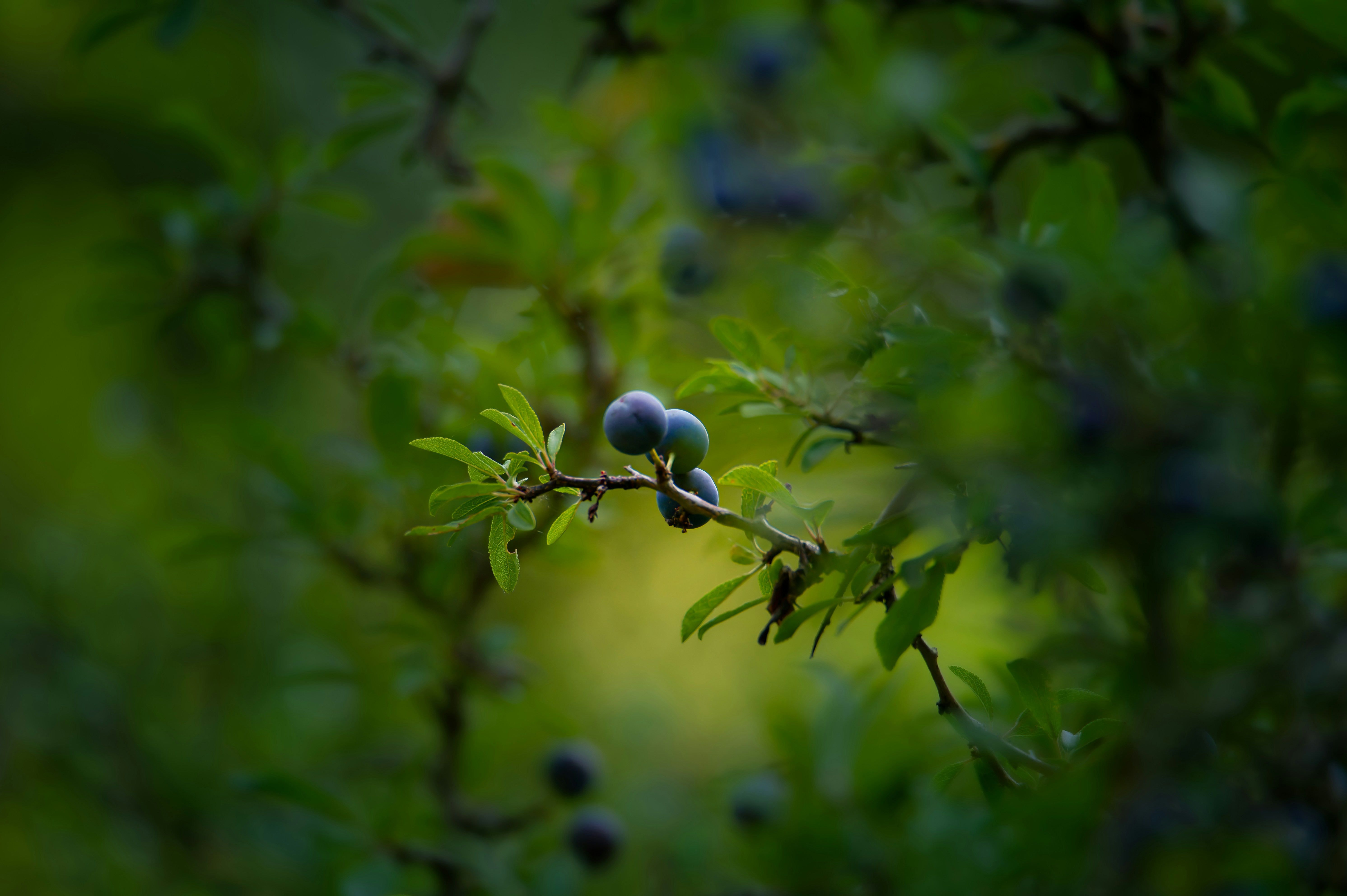 Blueberry Moment on a Verdant Span