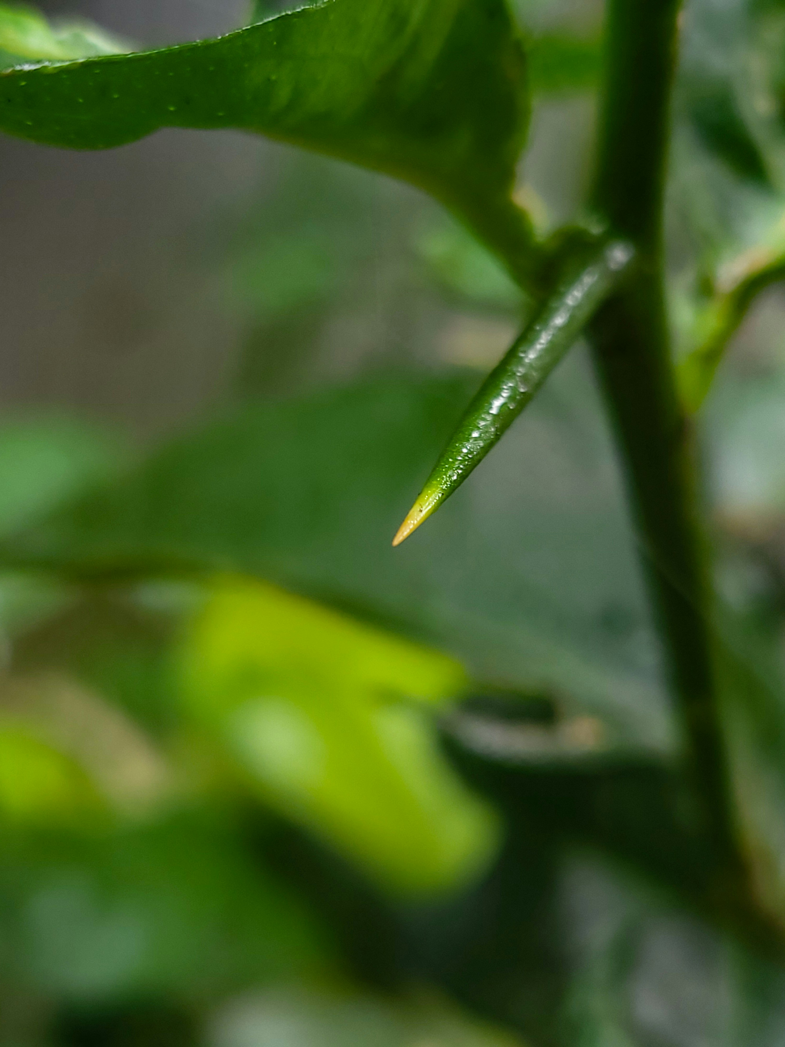 Emerald Needle: macro close-up on a thorn along a leafy stem