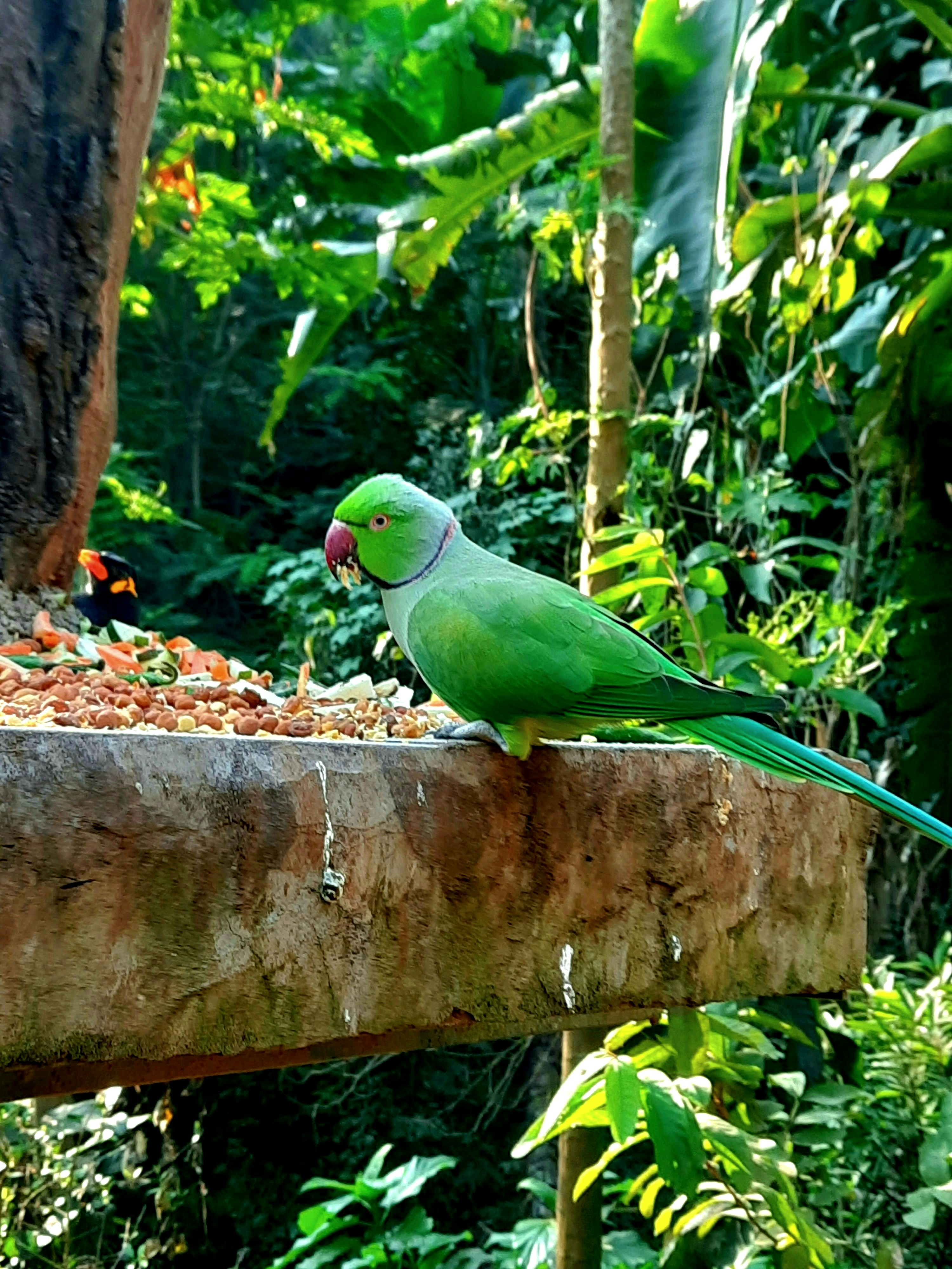 Emerald parrot perched on a weathered feeding ledge amid lush tropical foliage.