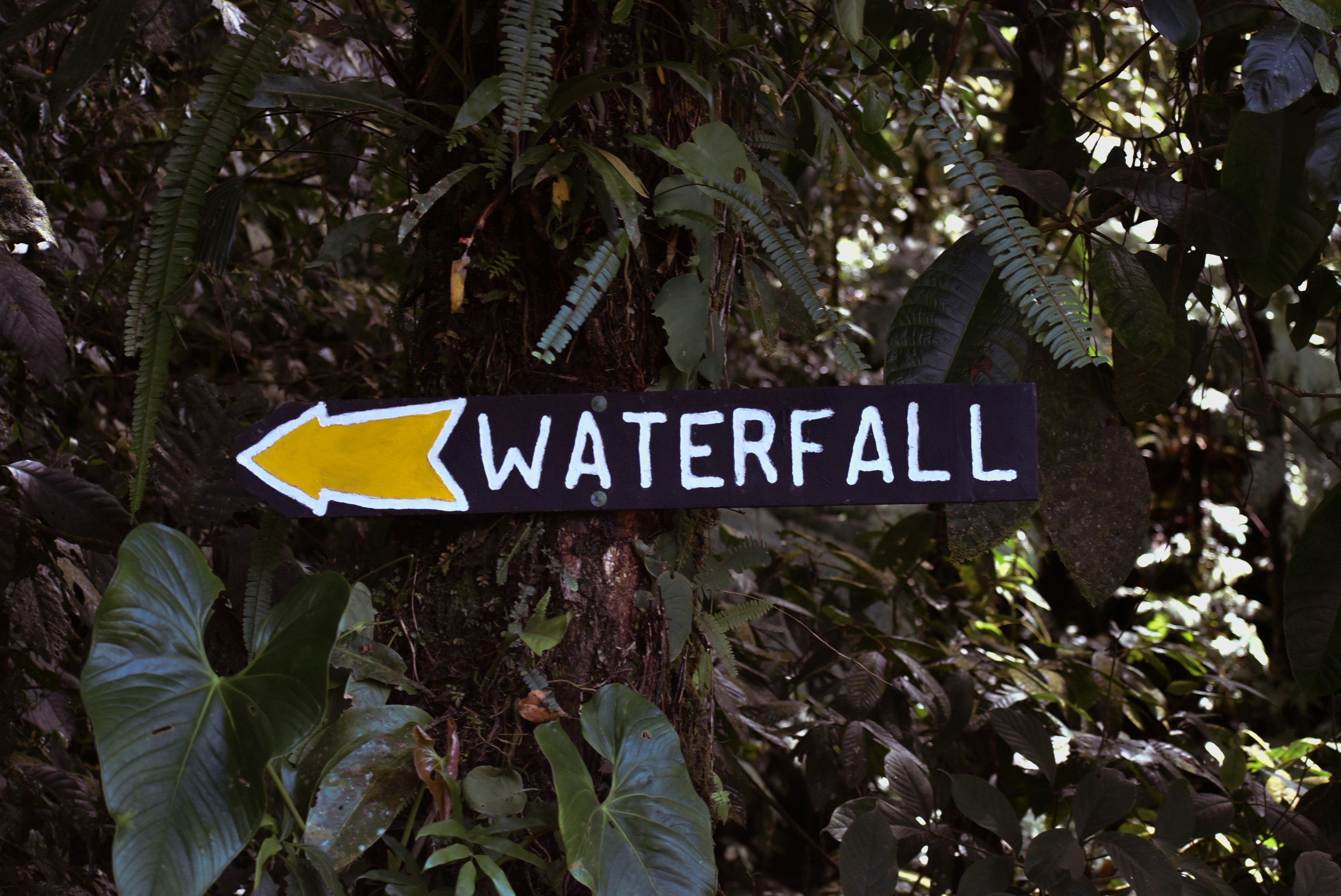 Yellow Arrow Waterfall Sign amid a Fern-Blanketed Forest