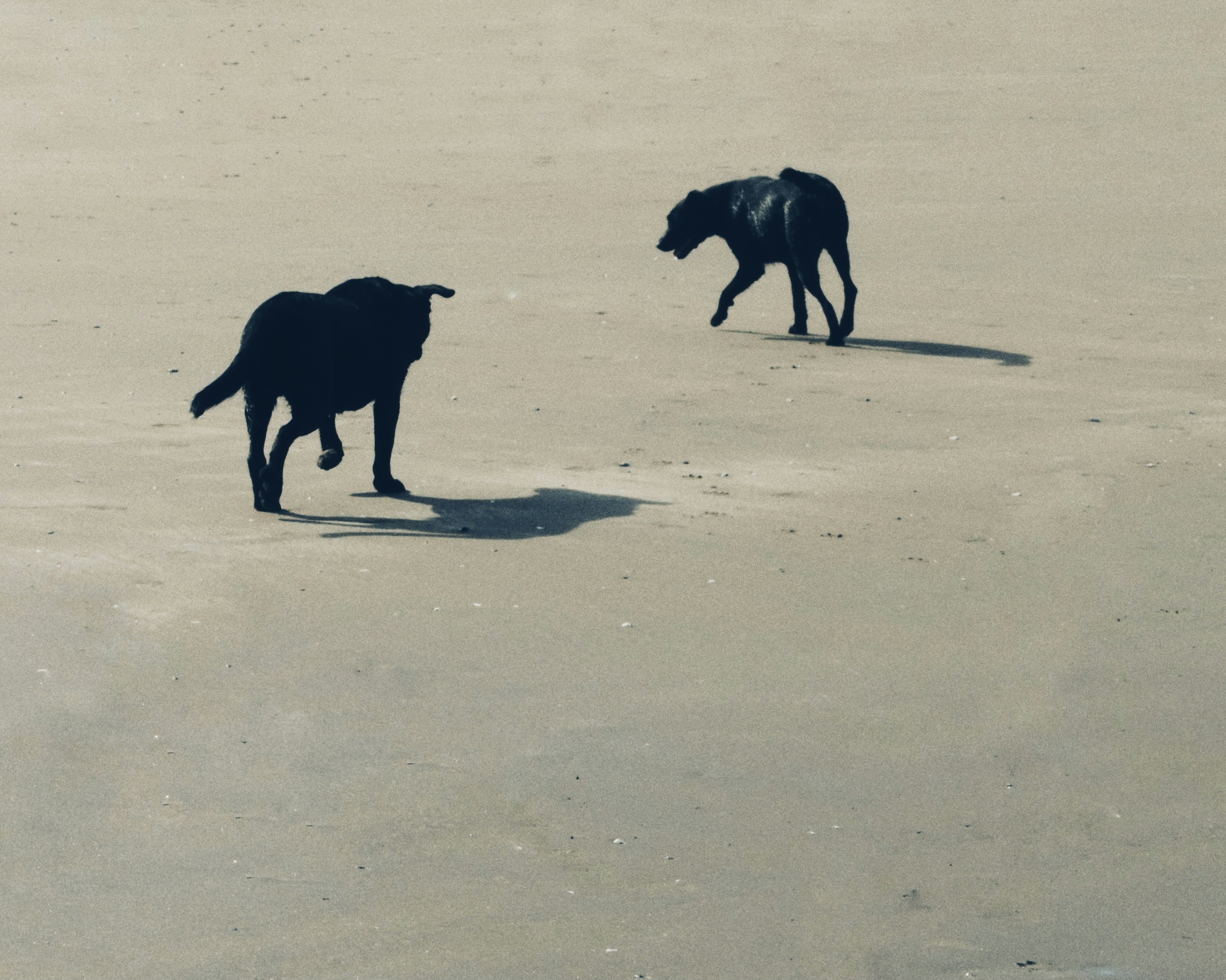 Two Dark Silhouettes Trek Across a Pale Beach