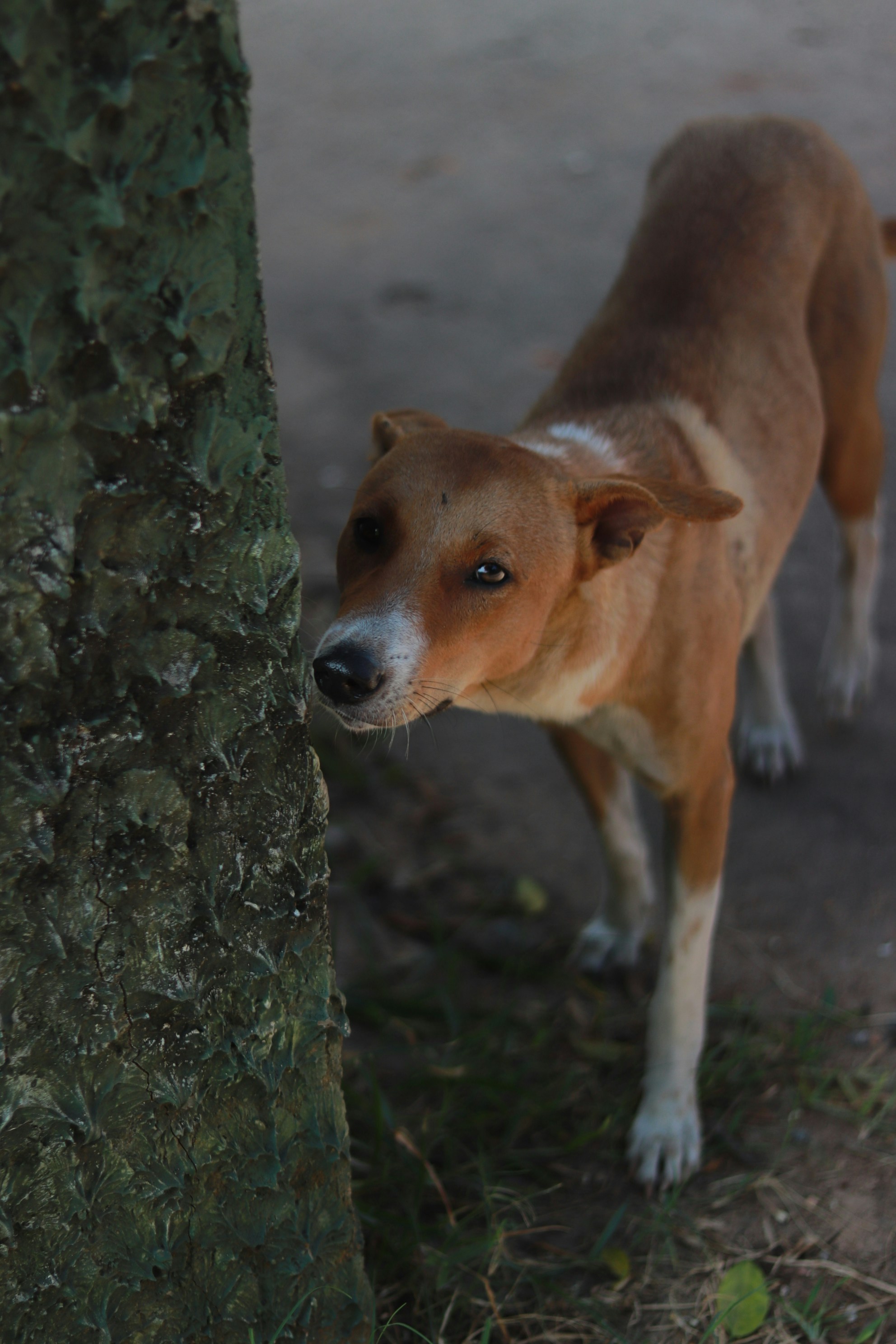 Curious Hound Sniffs at a Mossy Tree Trunk