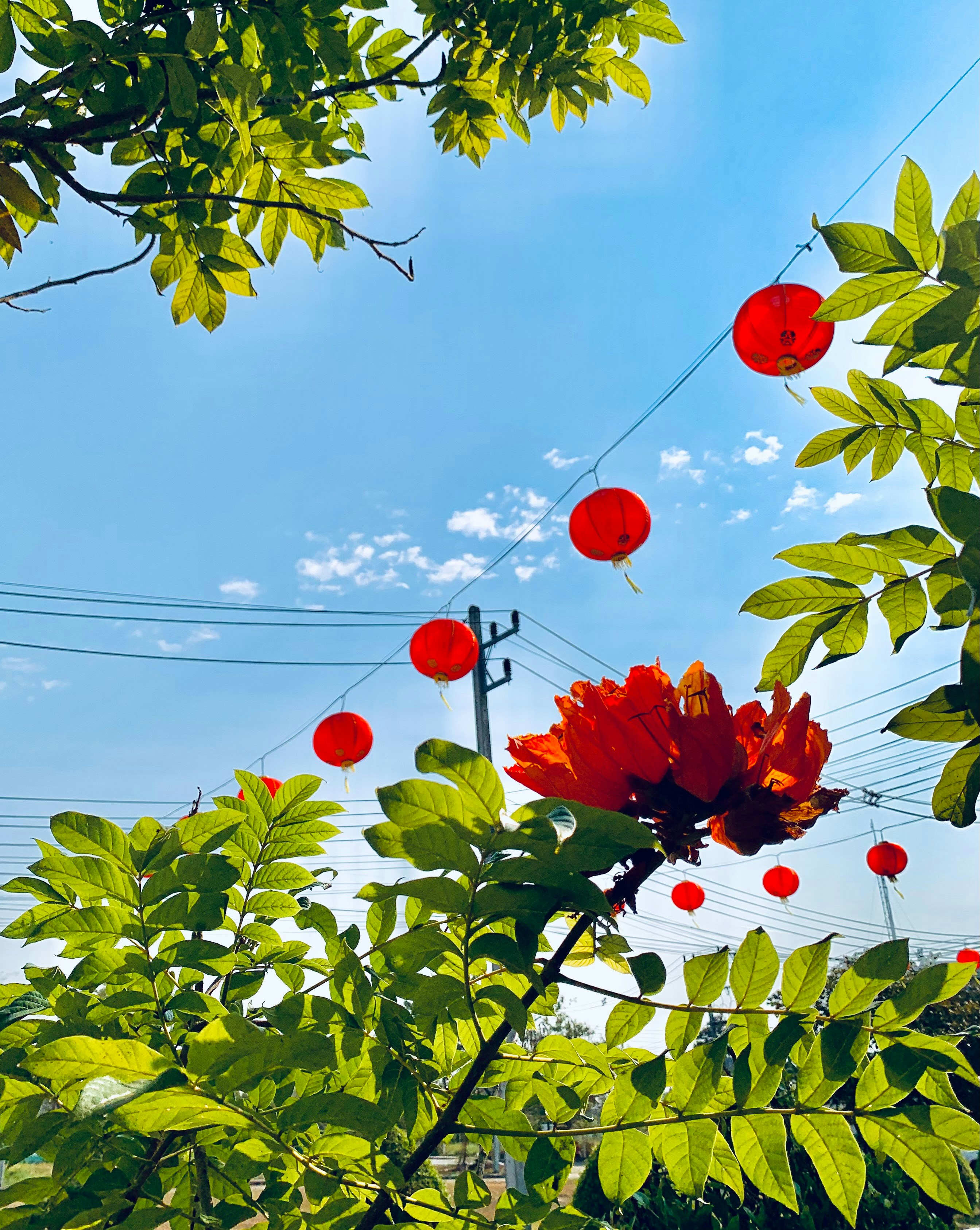 Crimson Lanterns Drifting Over Verdant Fronds and a Bold Orange Bloom