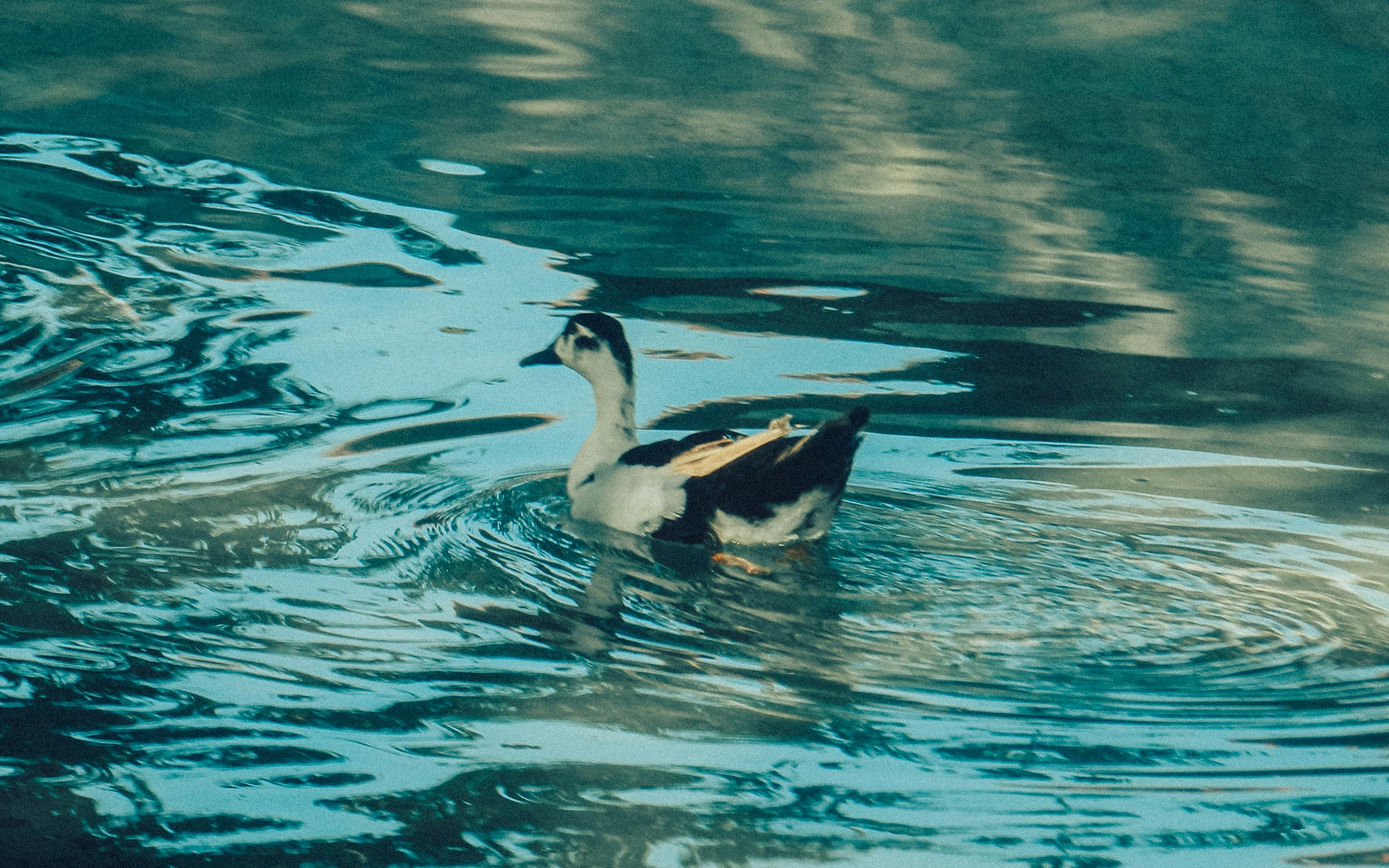 Quiet Ripples: A Mallard Glides Through Sunlit Aquatic Blues