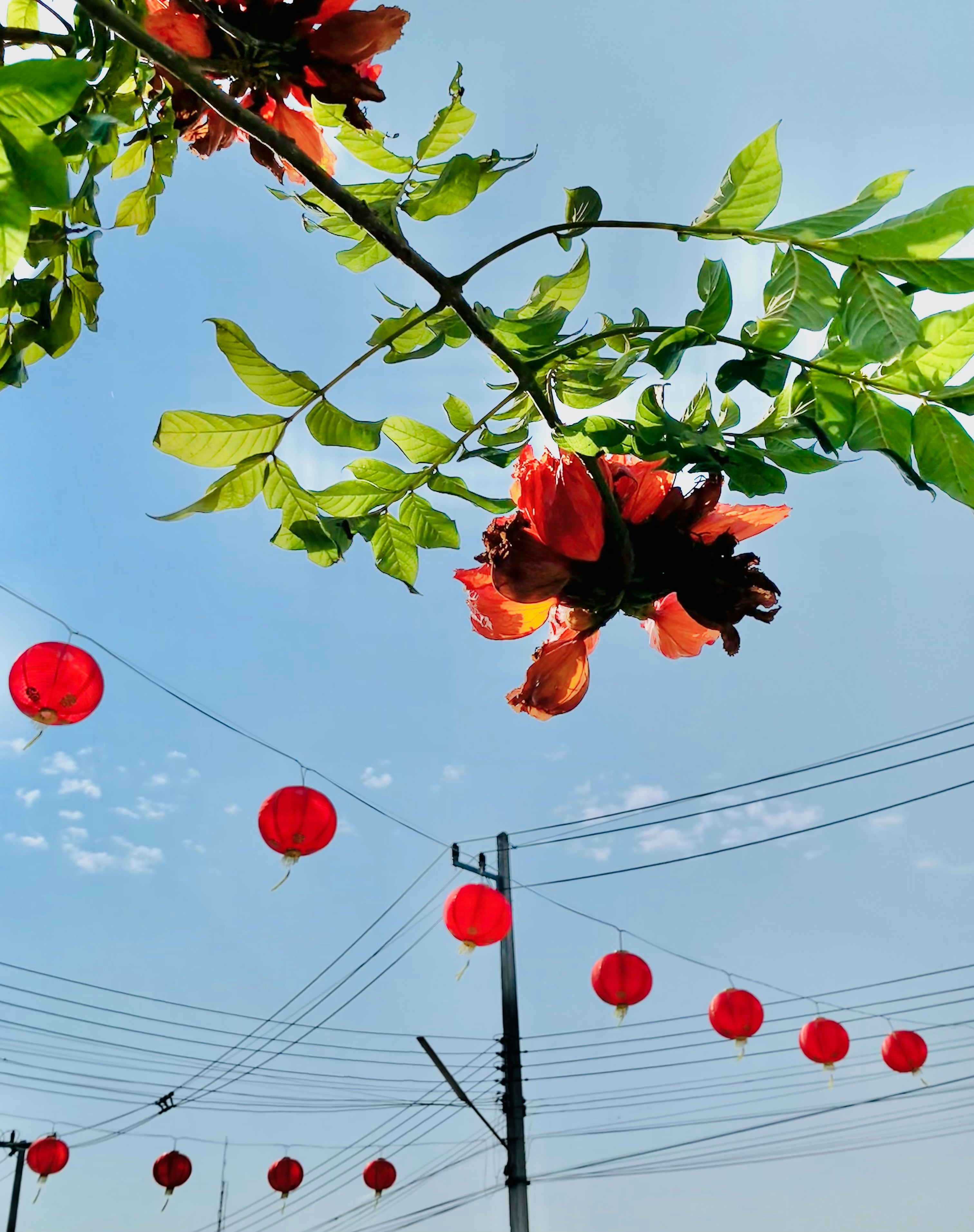 Harmony of Nature and Tradition