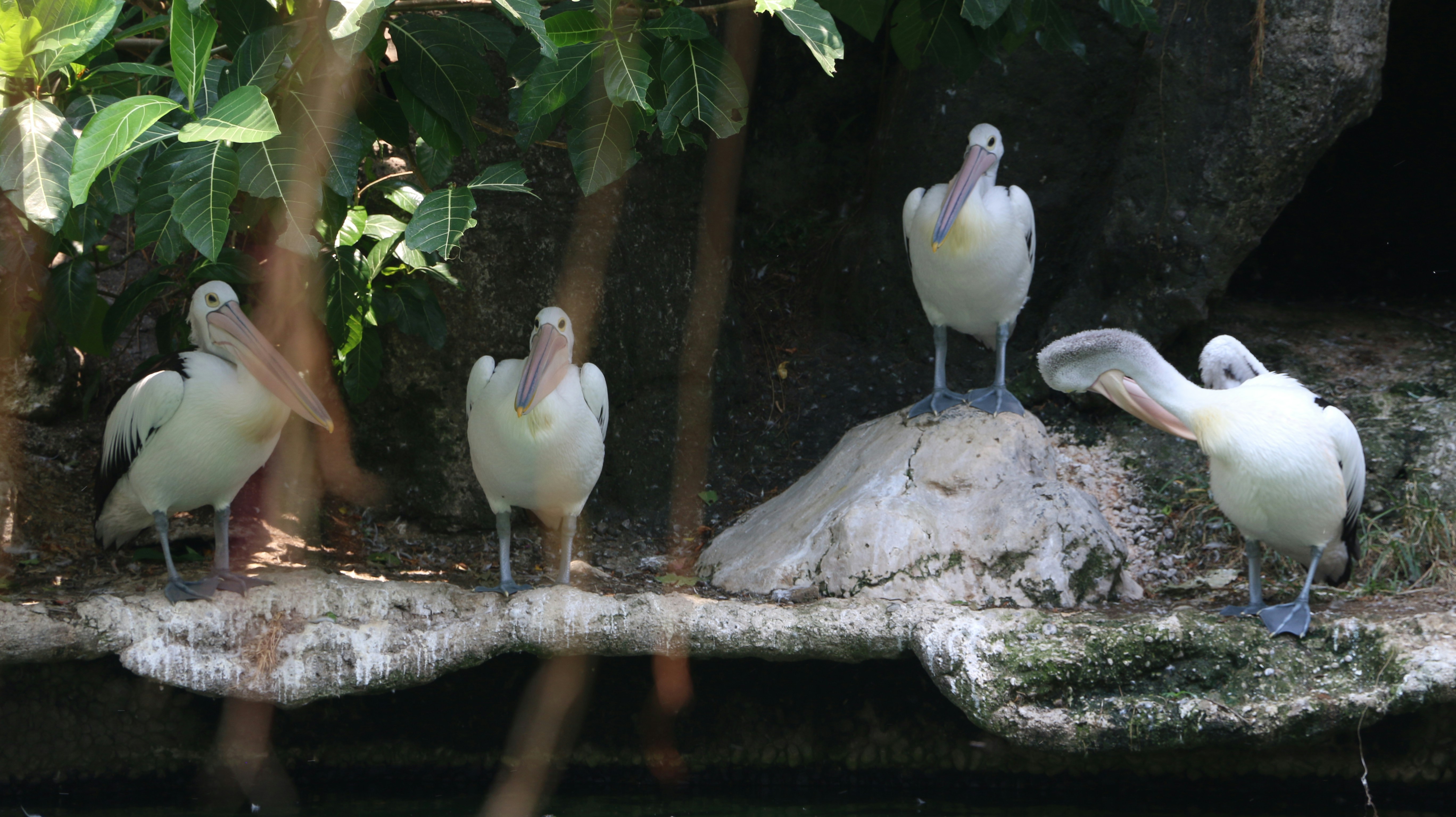 Quiet Assembly: Pelicans Perch on a Mossy River Rock Under Dappled Shade