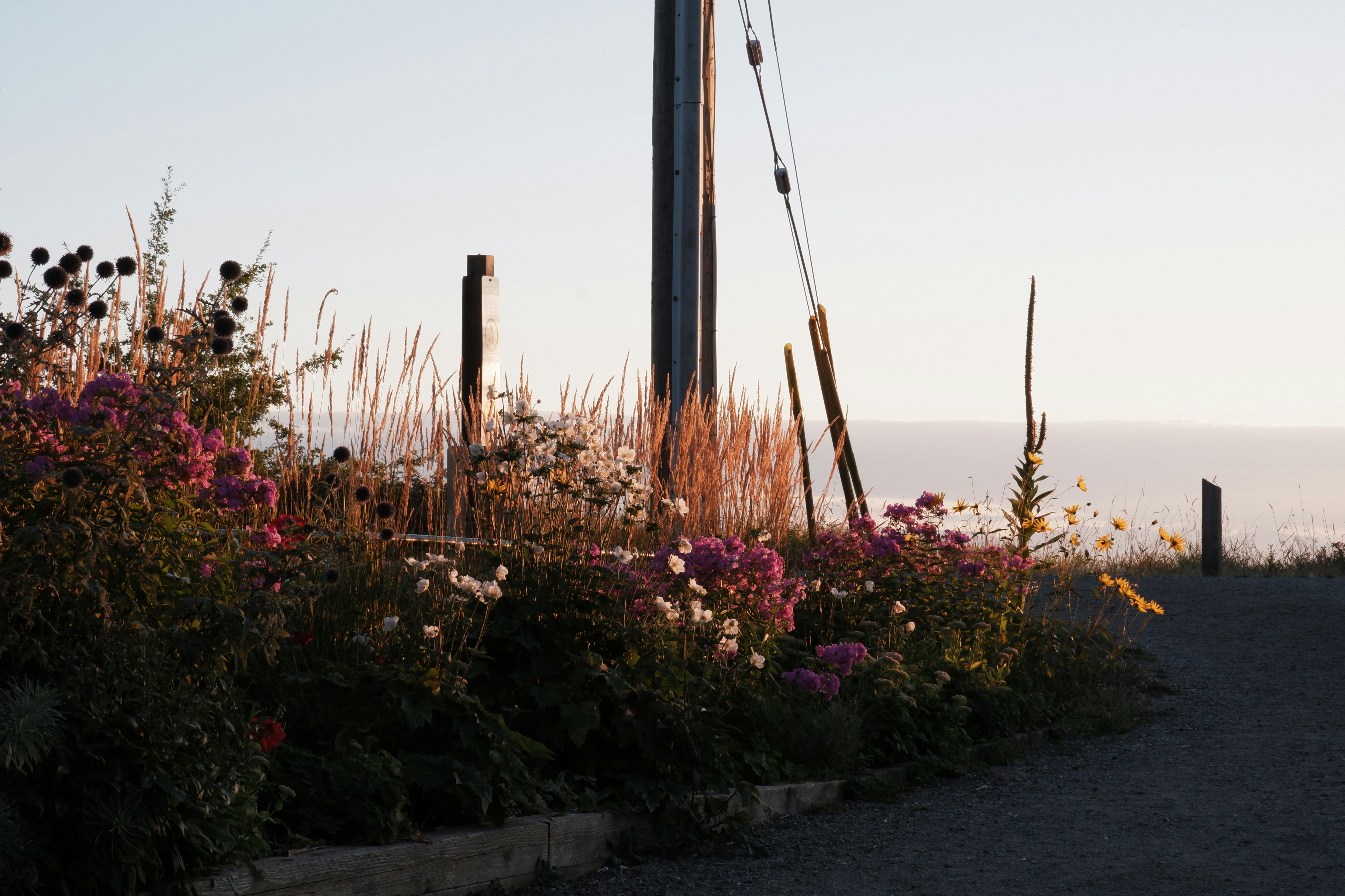 Horizon Bloom: A Sunlit Garden Verge by the Sea