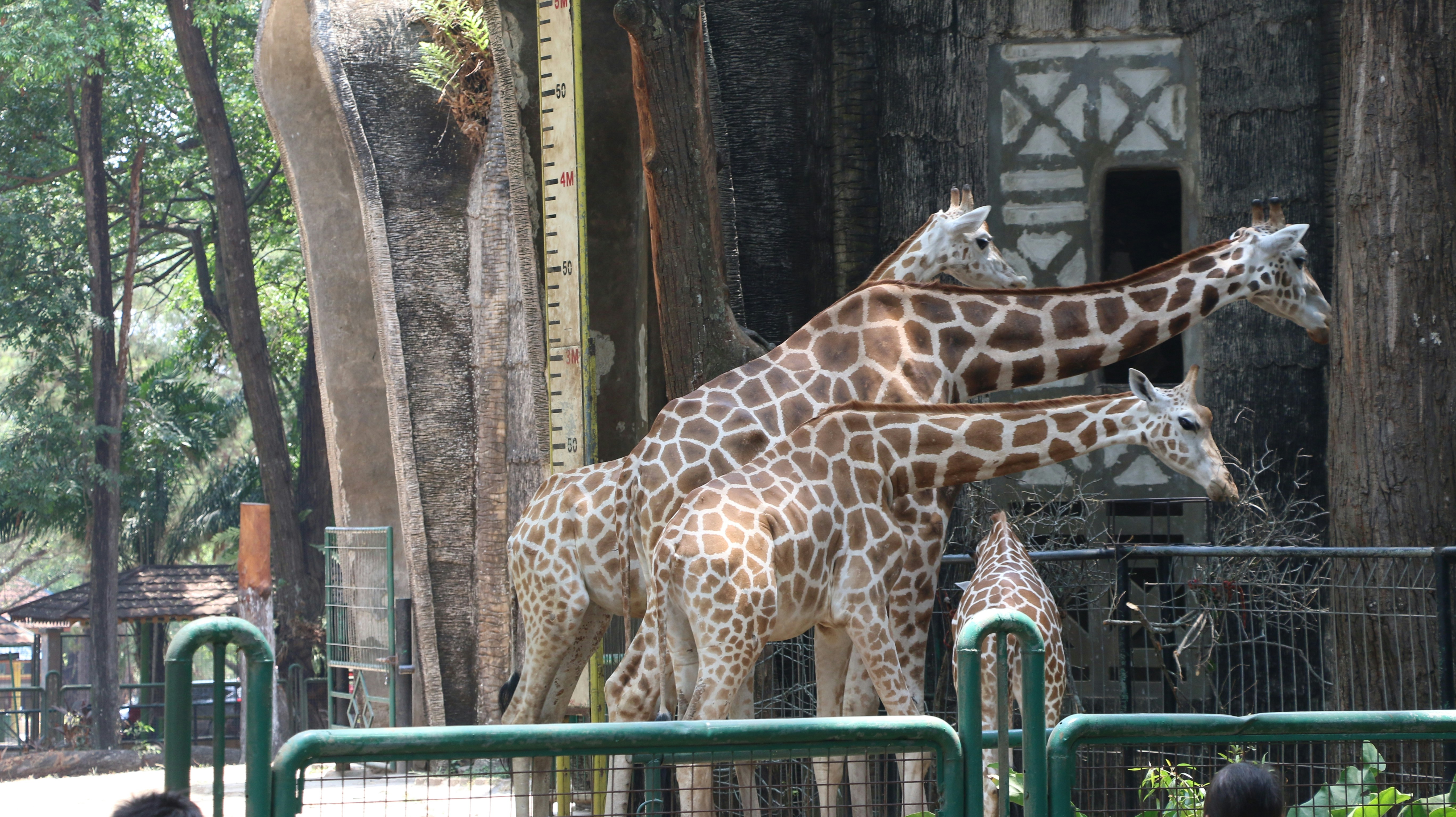 Three Giraffes Converge by the Enclosure: A Quiet Zoo Moment