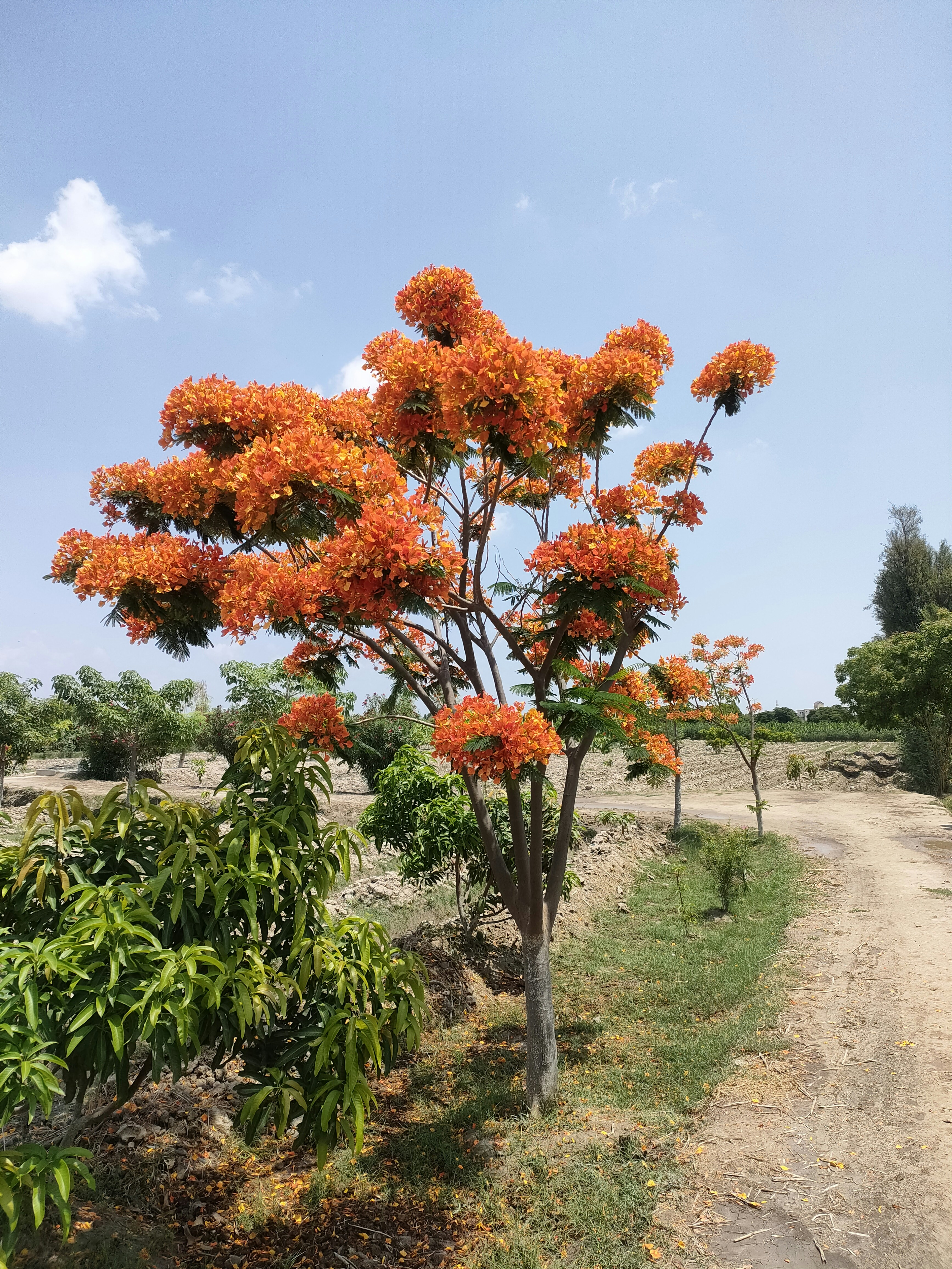 Vibrant orange-flowered tree stands along a dusty farm path under a bright blue sky.