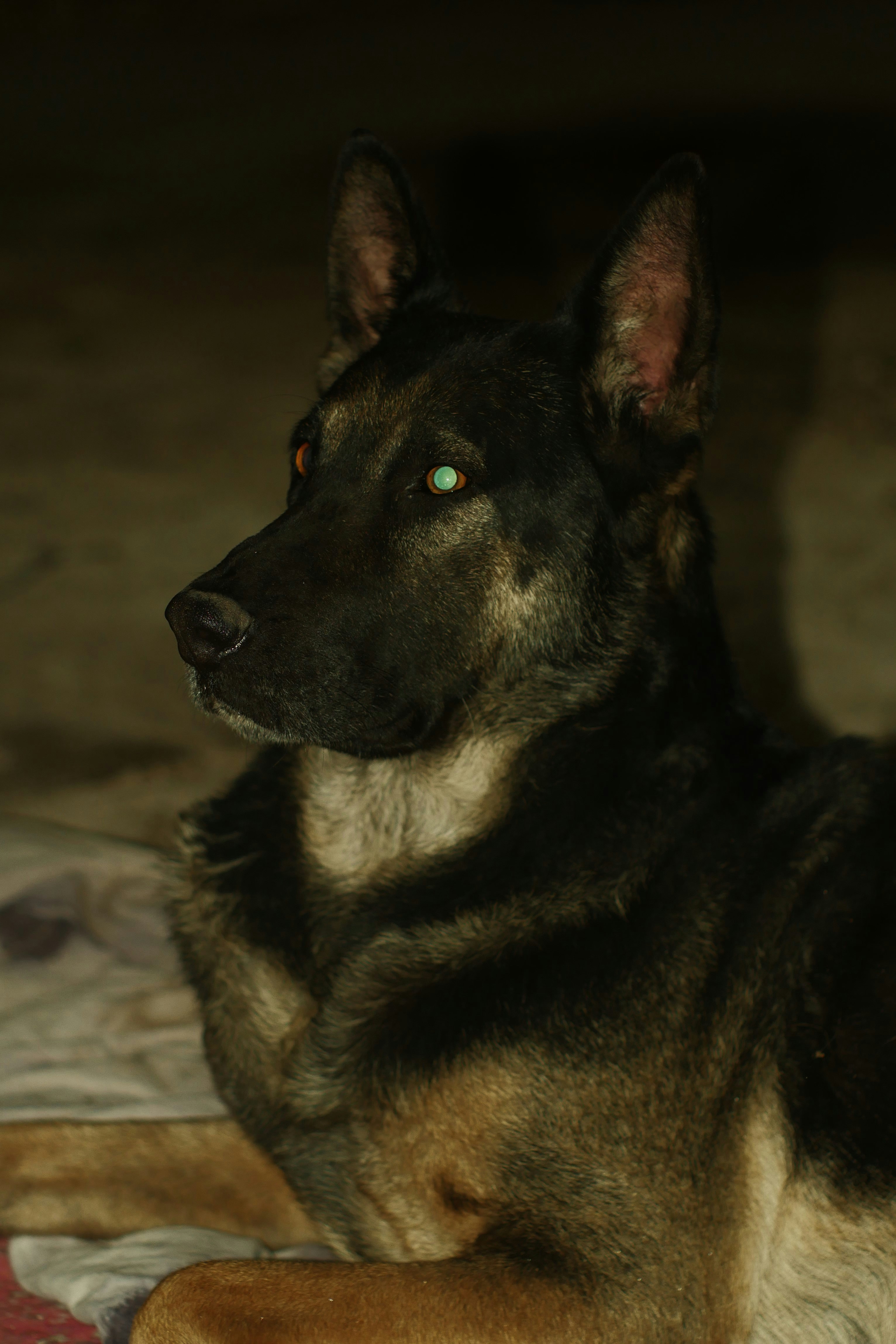 Midnight Gaze: A German Shepherd Resting in a Quiet Moment