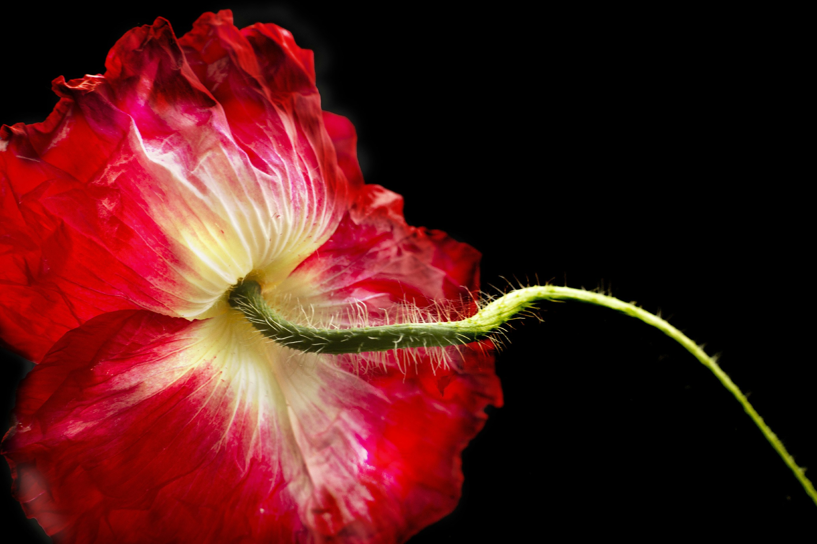 Floral Radiance on Midnight Canvas