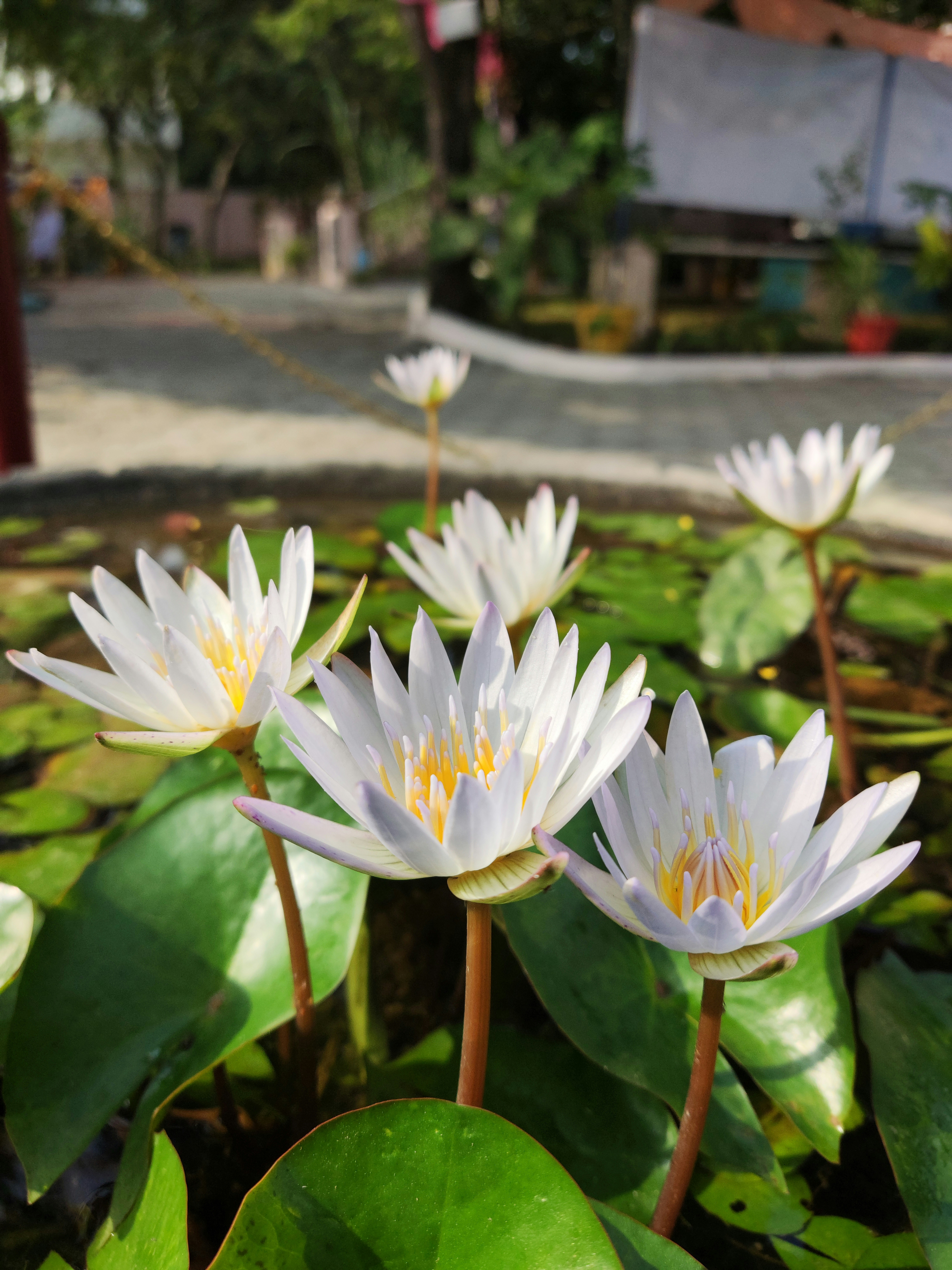White water lilies rise from a calm pond, their white petals and yellow centers framed by broad green leaves. The scene highlights delicate floral detail in a tranquil garden setting.