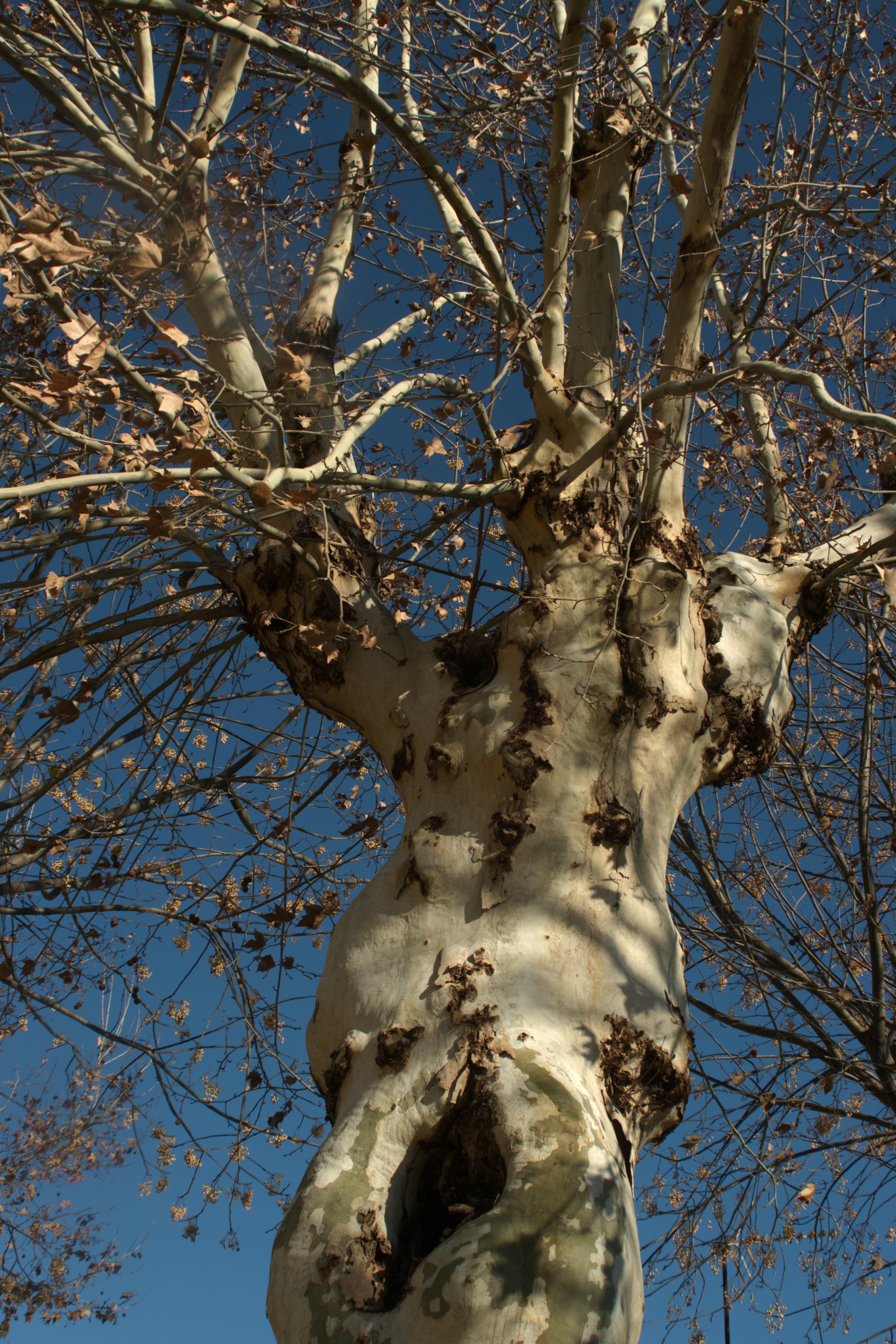 Bent Giant: An Old Tree Reaches Toward a Clear Winter Sky