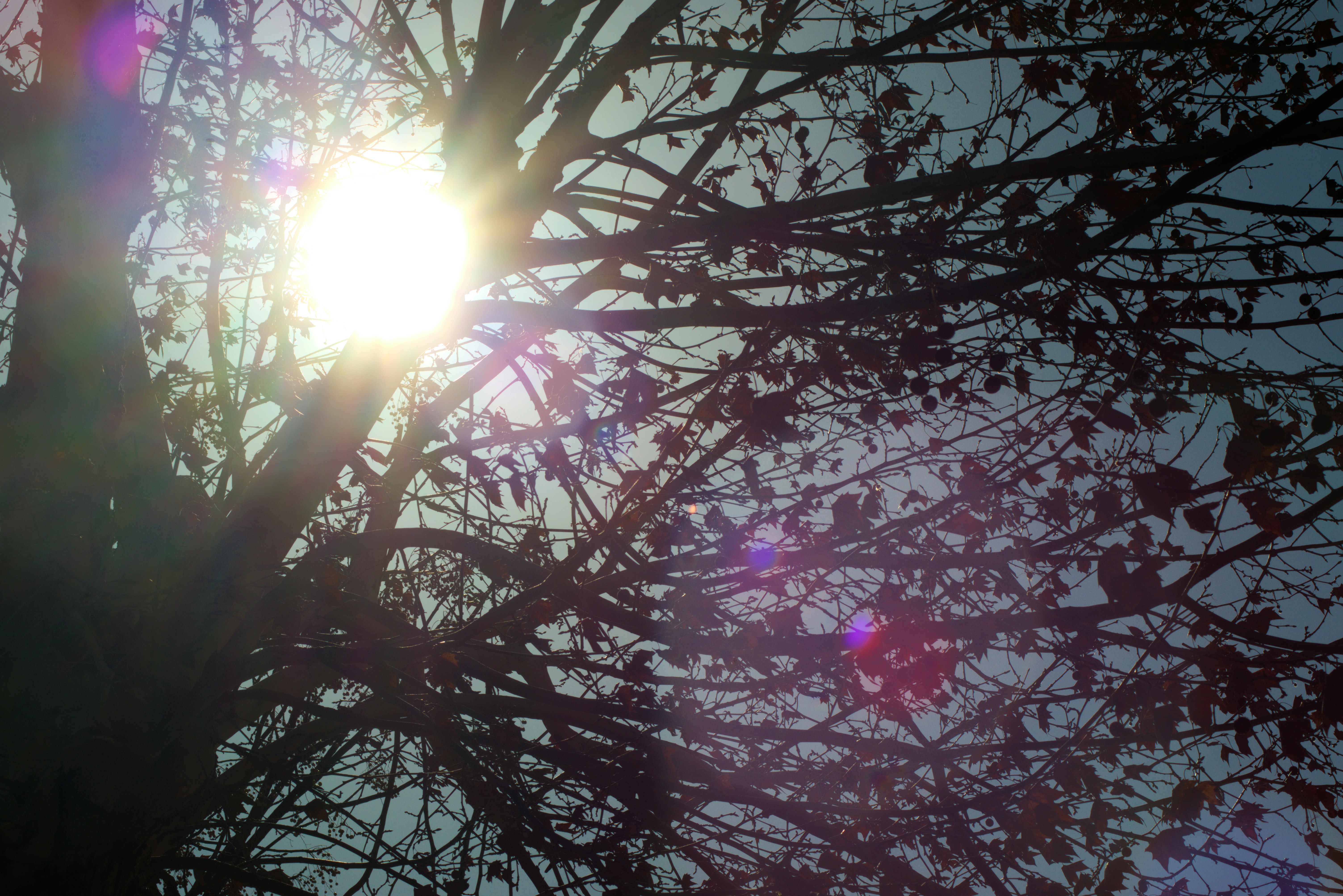 Sunlight filtering through bare tree branches with scattered leaves against a clear sky.