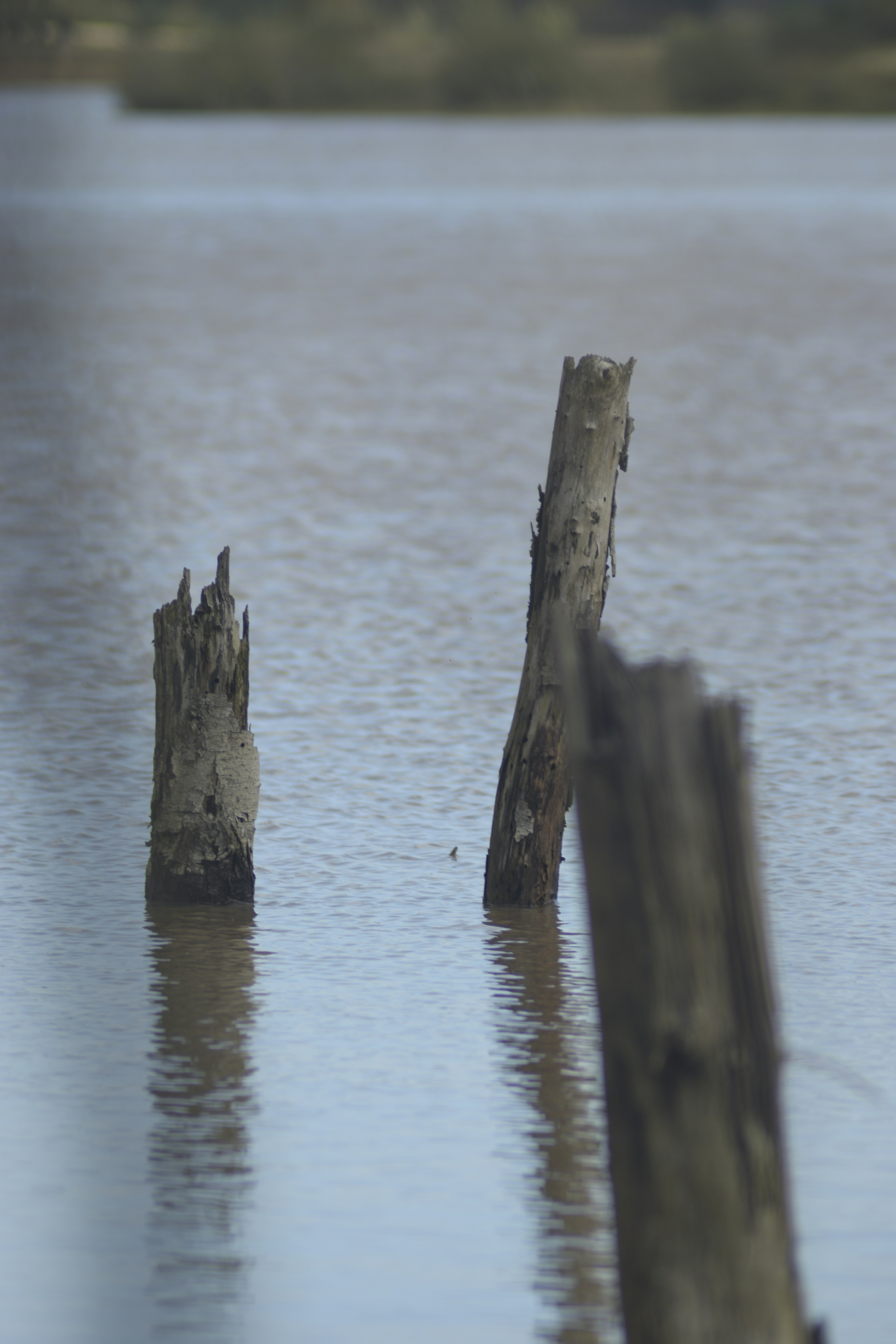 Weathered posts rise from a glassy lake, guiding the quiet shoreline horizon