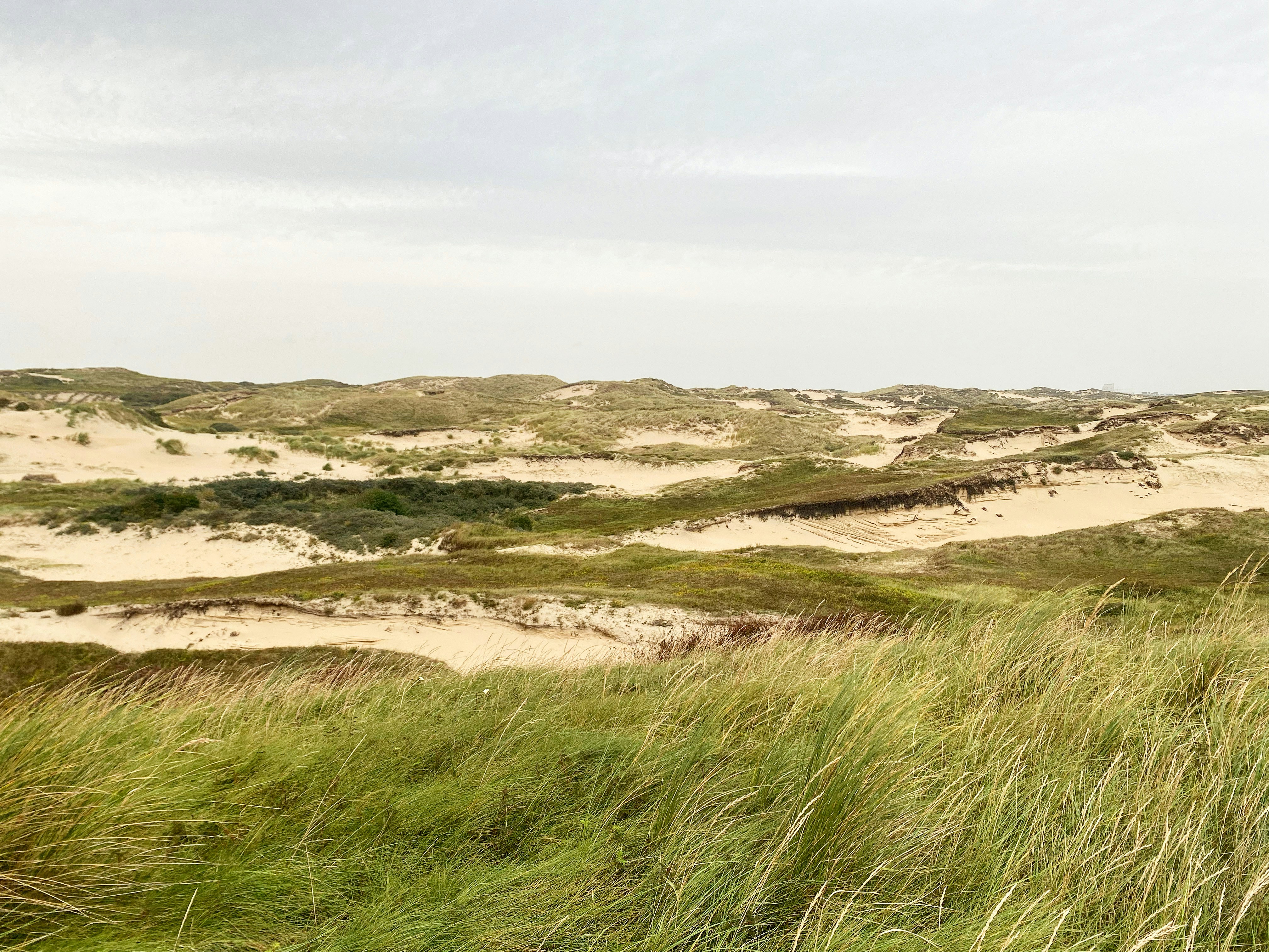 A grassy field with sand dunes in the background photo – Free Katwijk ...