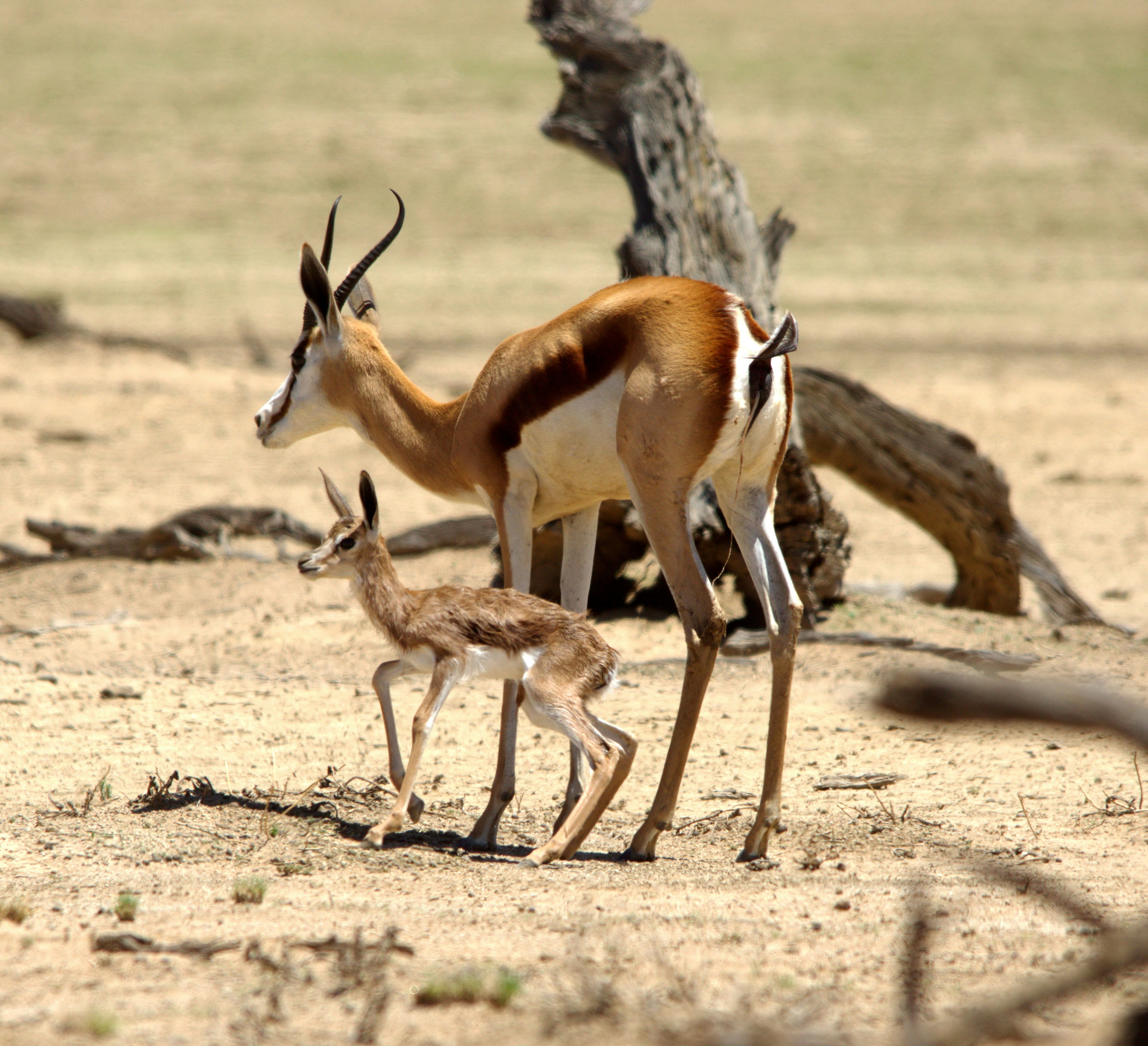 A couple of gazelle standing next to each other on a dirt field photo ...