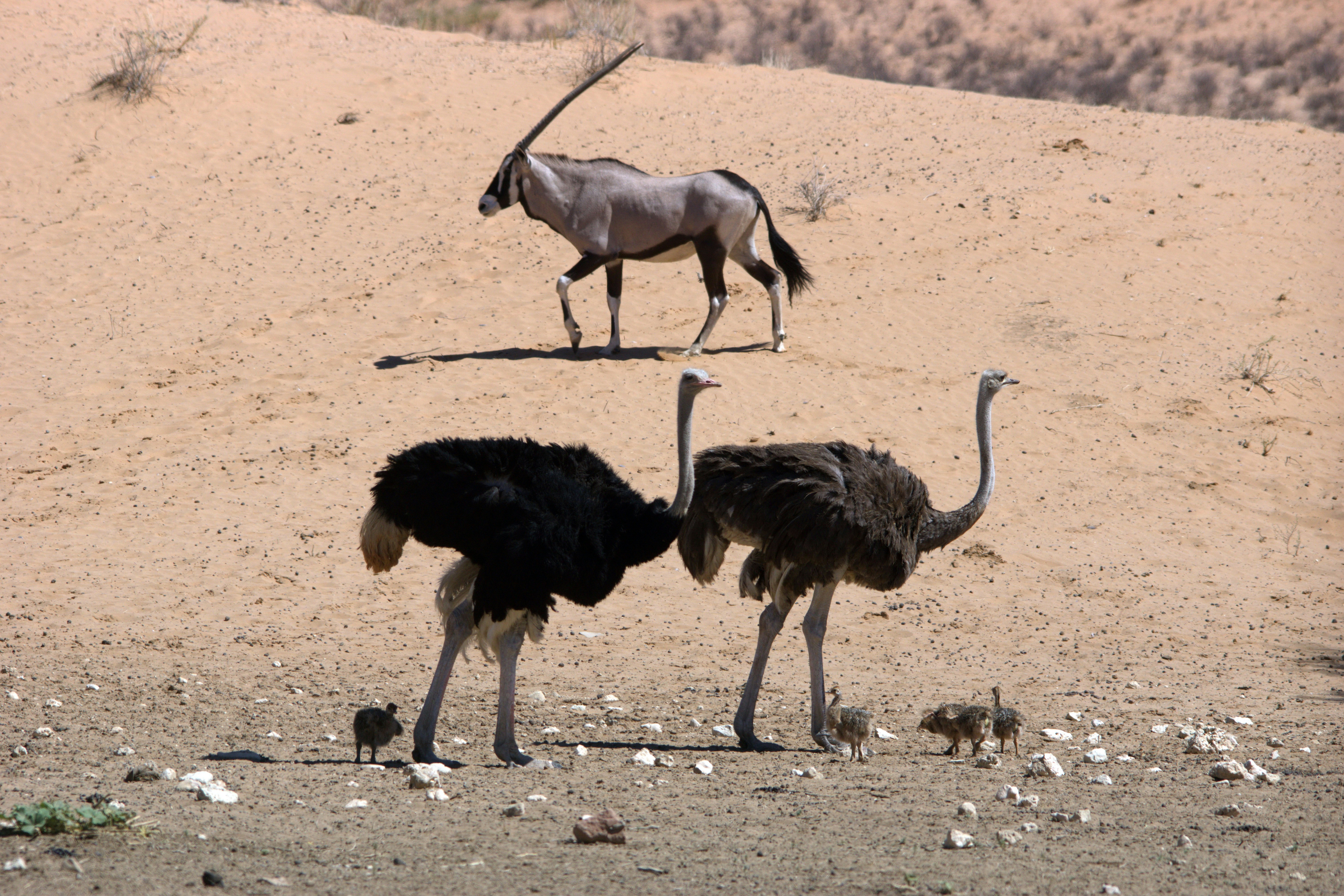 Desert Herons at Dusk: A Quiet Flock Beneath the Gnarled Horizon