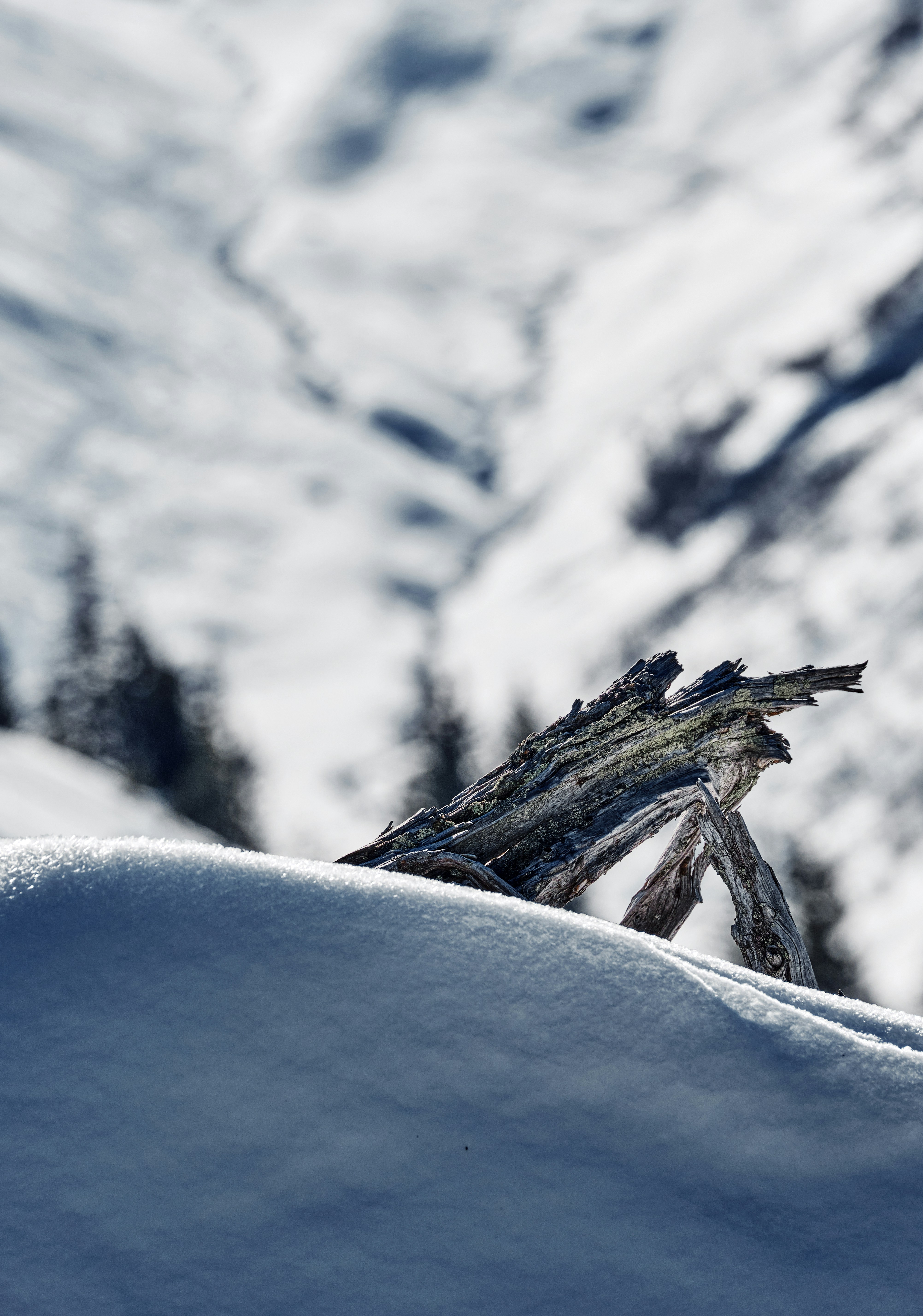 Frost-etched Timber: A Close-Up in Snow