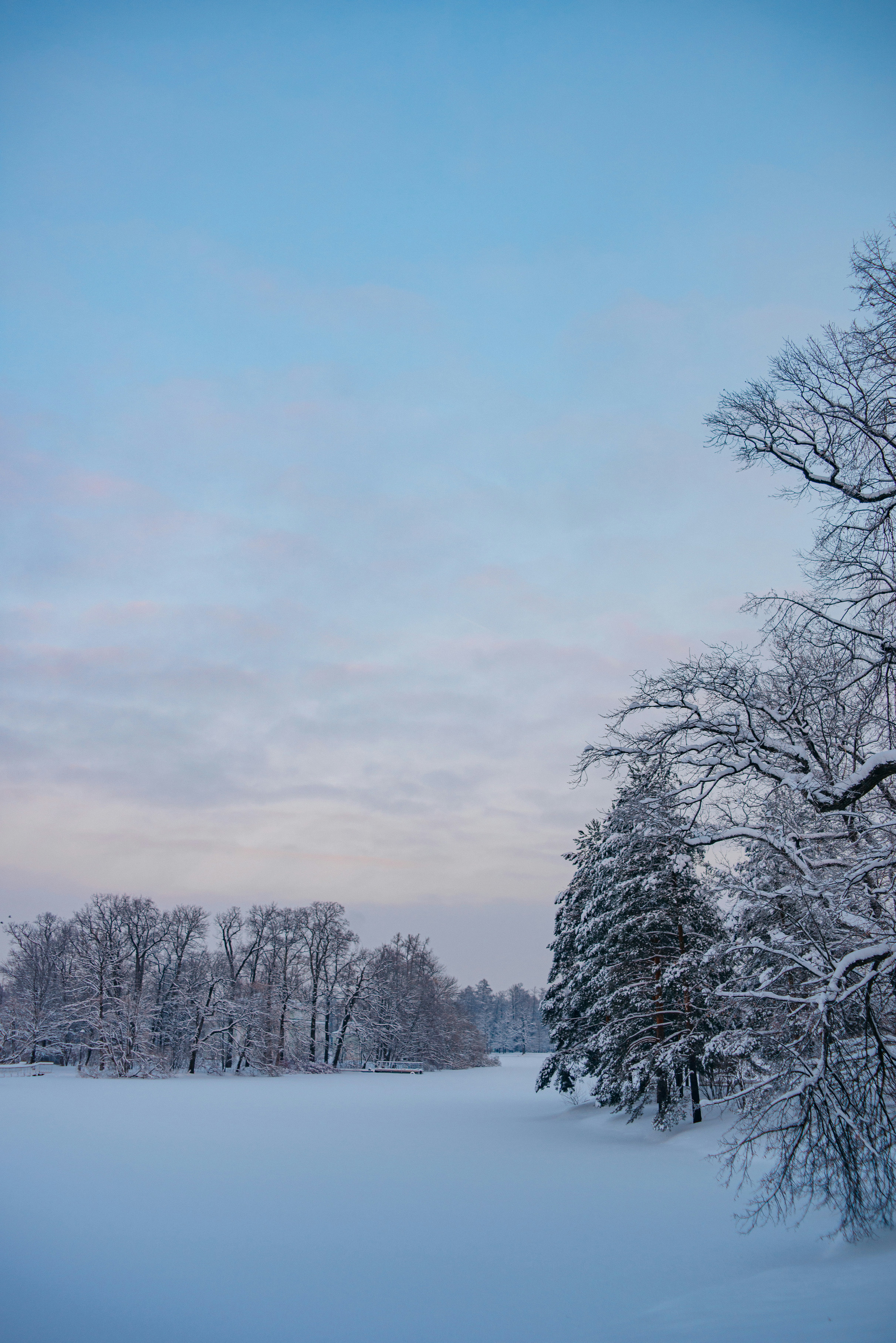 A snow covered field with trees in the background photo – Free Winter ...