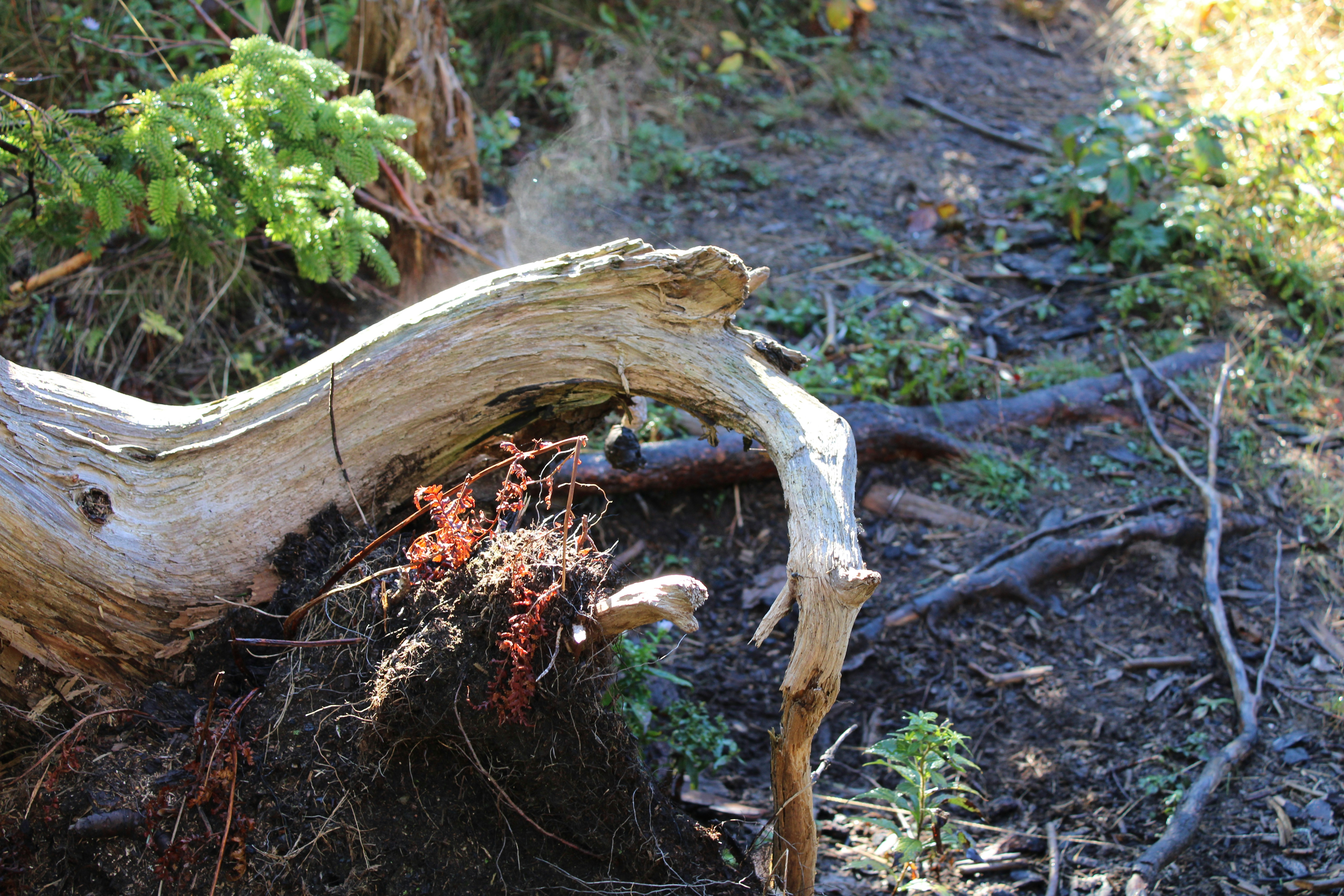 Nature's Resilience: The Story of a Fallen Giant