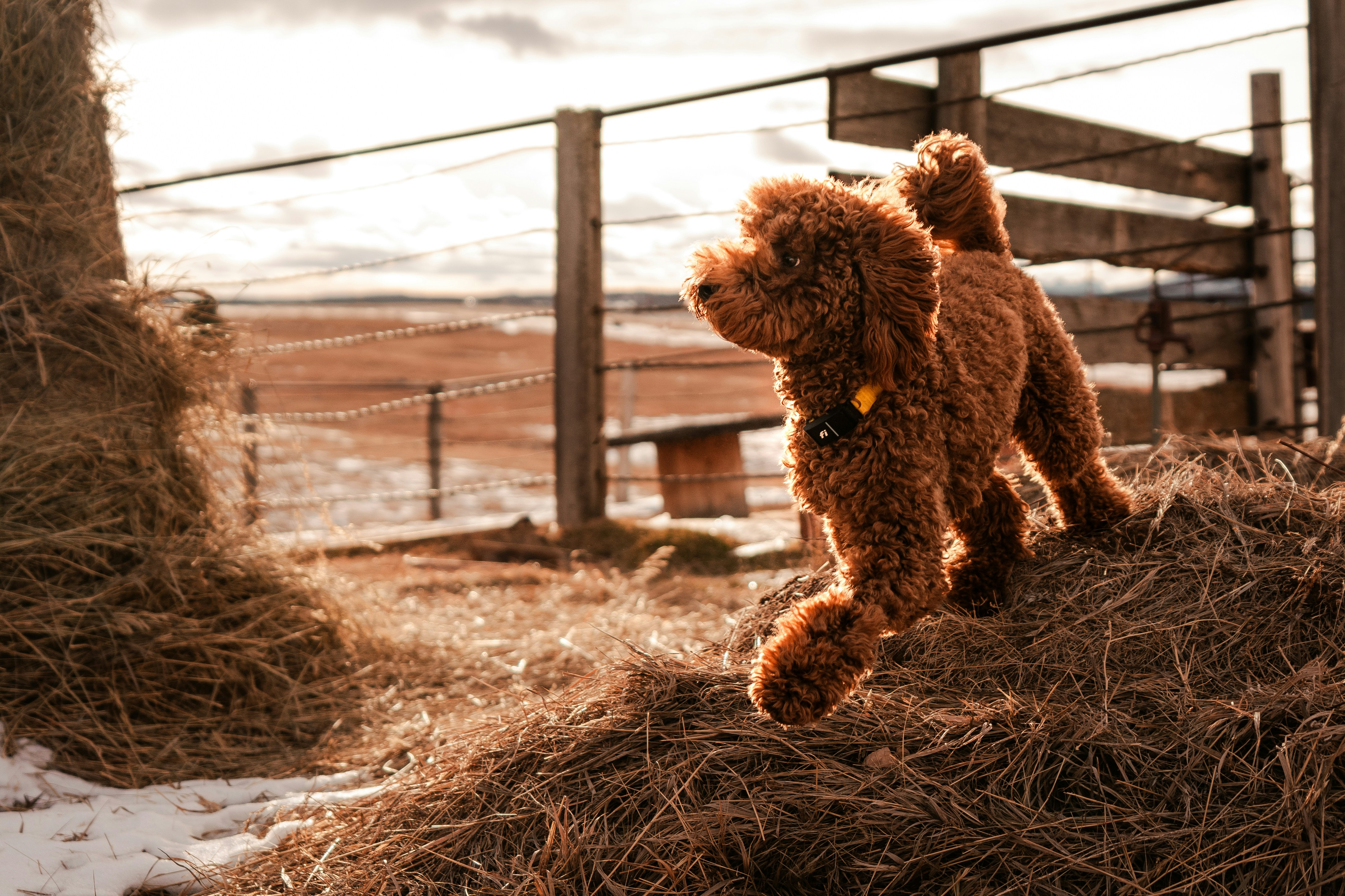 Golden Hour Climb: A Curious Poodle on the Hay Bale