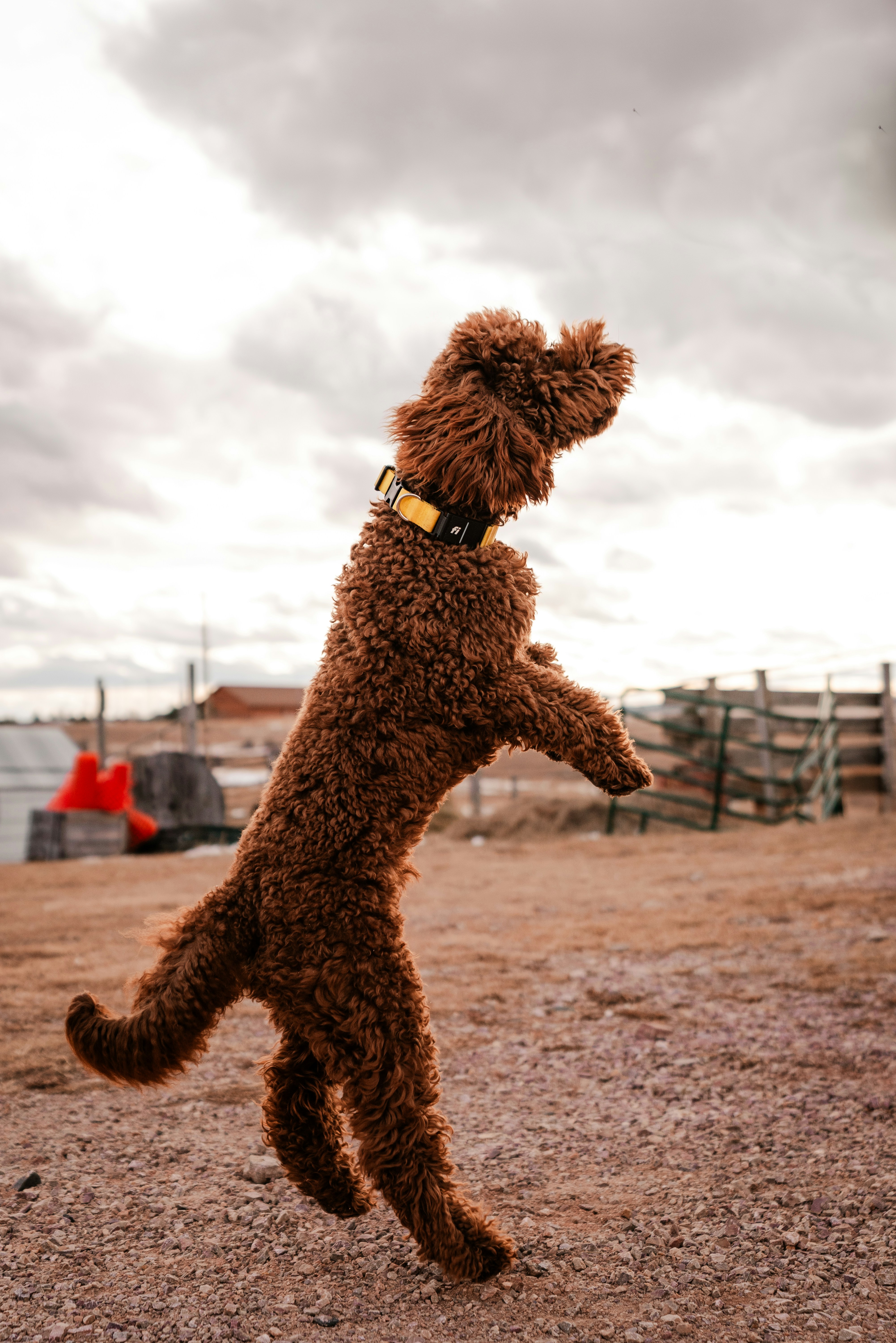 Mid-Air Poodle in a Dusty Yard Under Overcast Skies