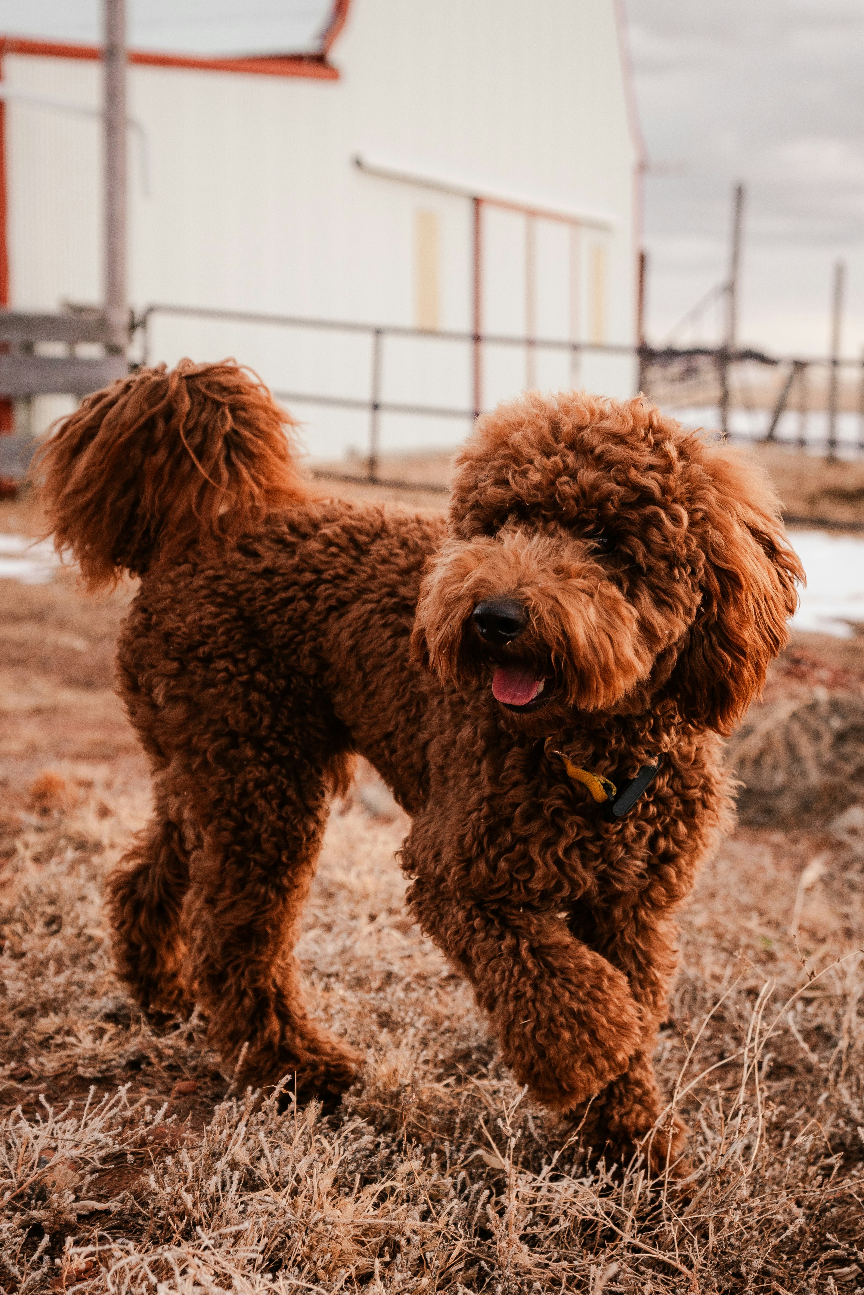Two Chocolate Labradoodles Explore a Dry Field by a Weathered White Barn