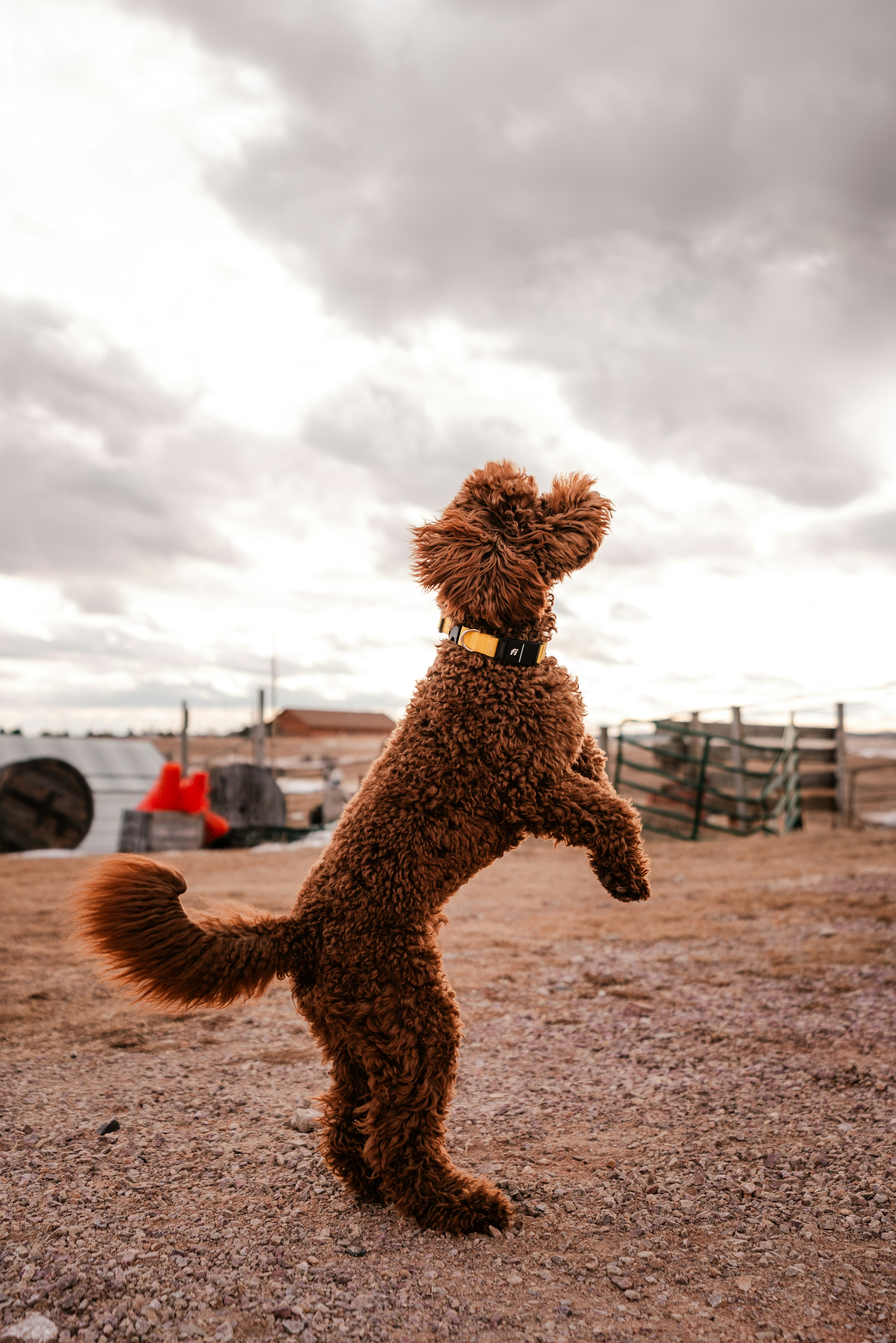 Curly-Tailed Balance: A Poodle Stands Upright in a Dusty Ranch Yard
