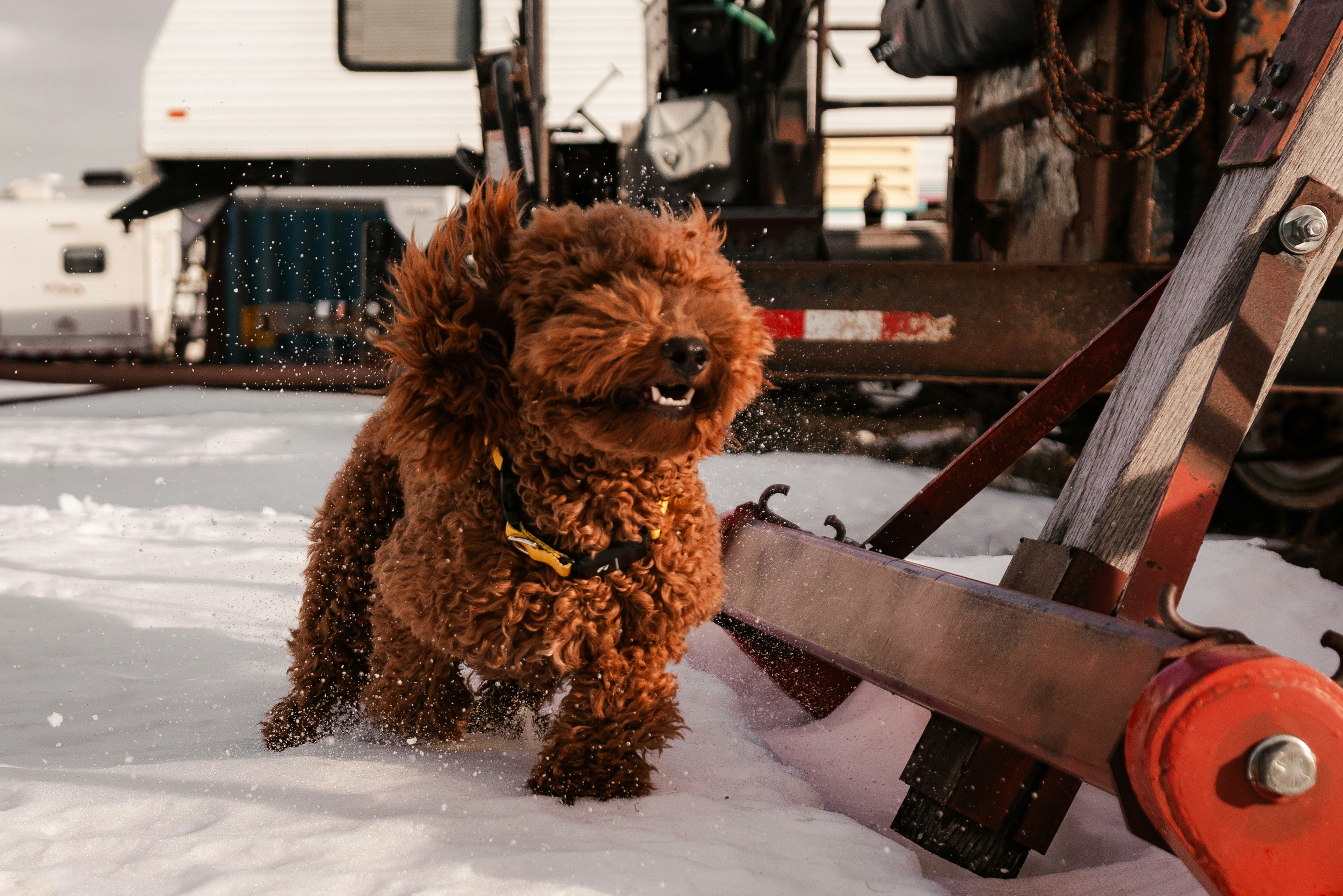 Snowbound Cheer: A fluffy wanderer braves the slush beside a rugged tool