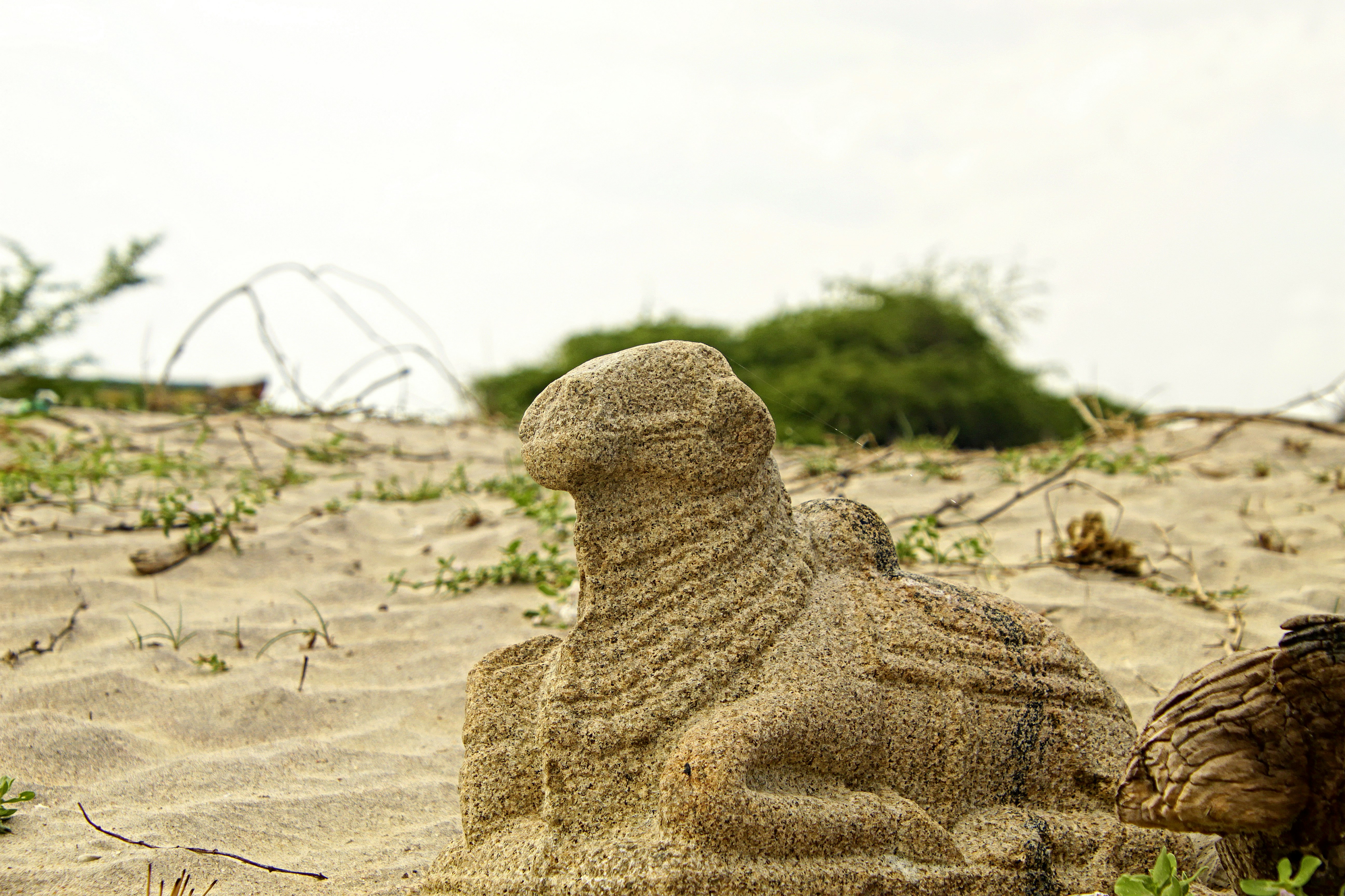 Desert Sentry: A Sand-Formed Lizard Guards the Wind-Swept Beach