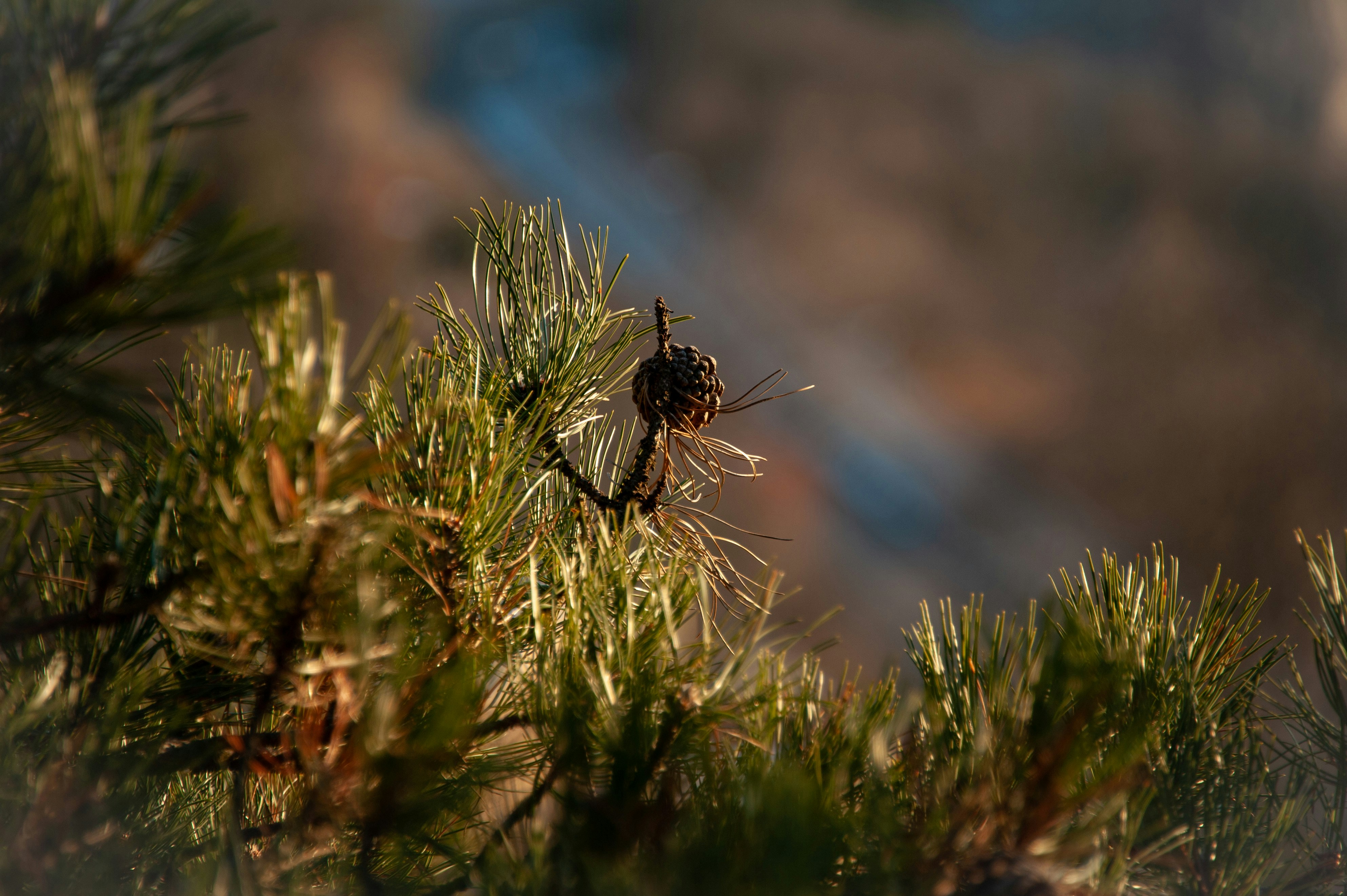 Needle-kissed Cone: A Quiet Pine Scene with a Weathered Cone