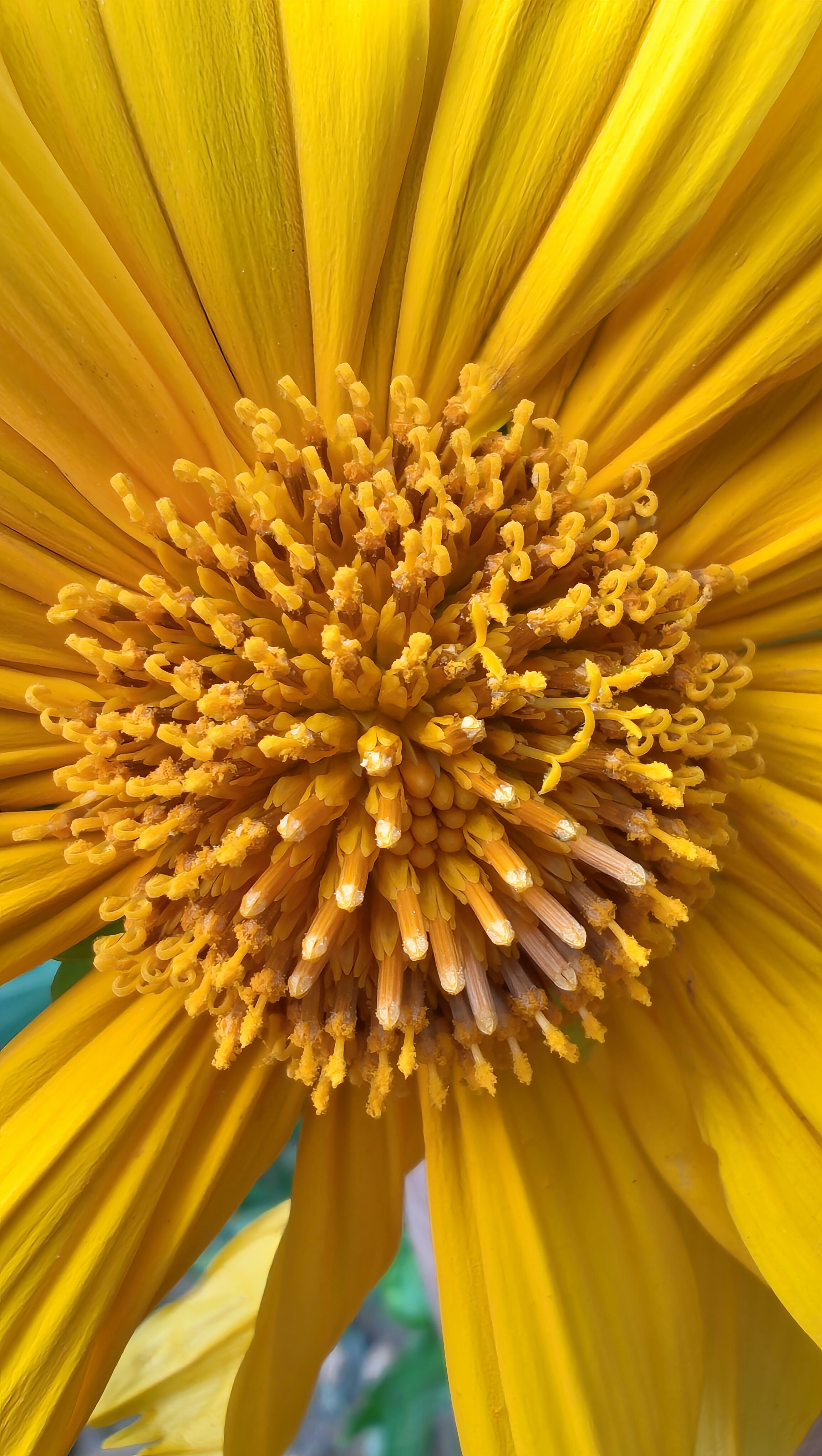 A close up of a large yellow flower photo – Free Flower Image on Unsplash