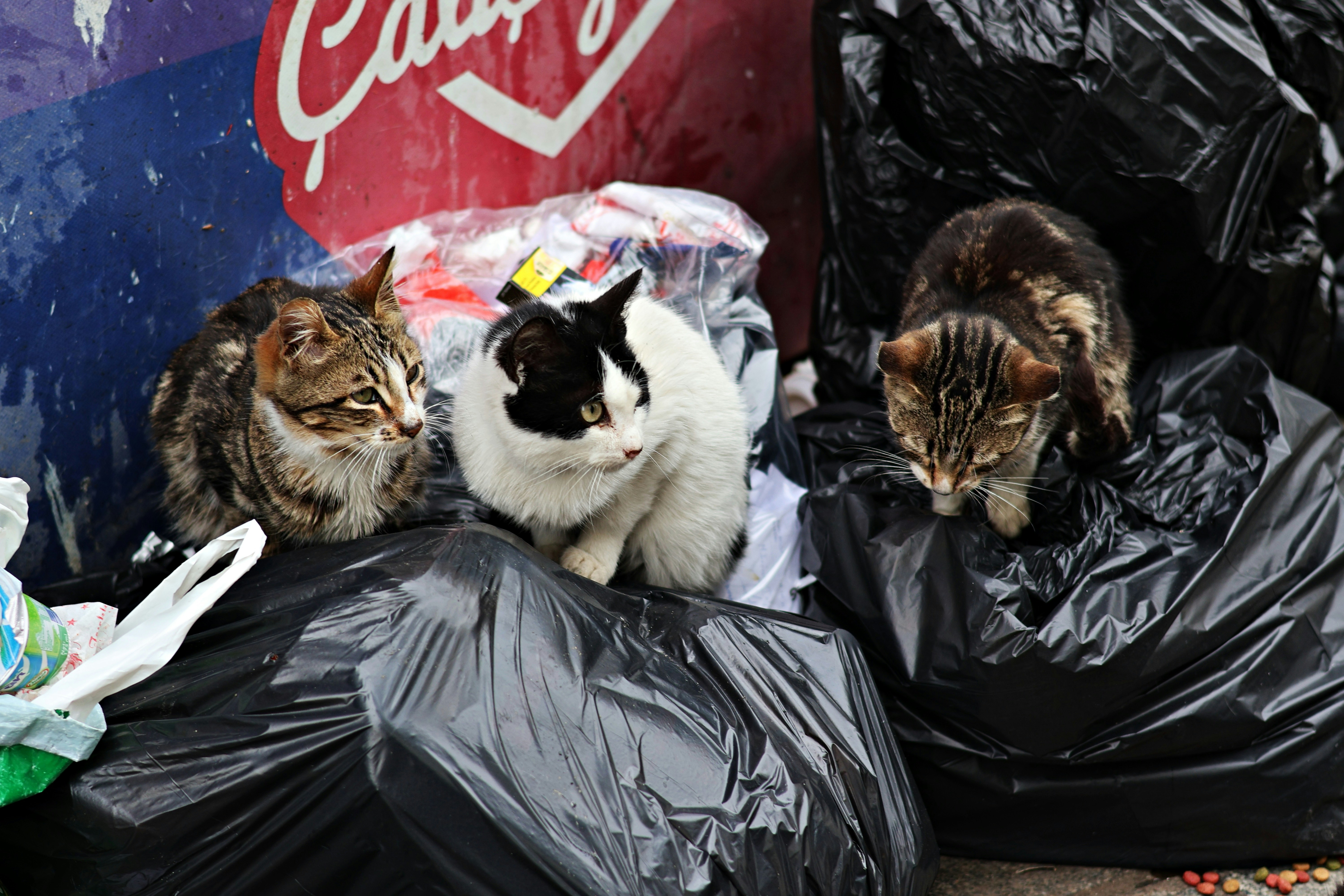 A group of cats sitting on top of a pile of garbage photo – Free ...